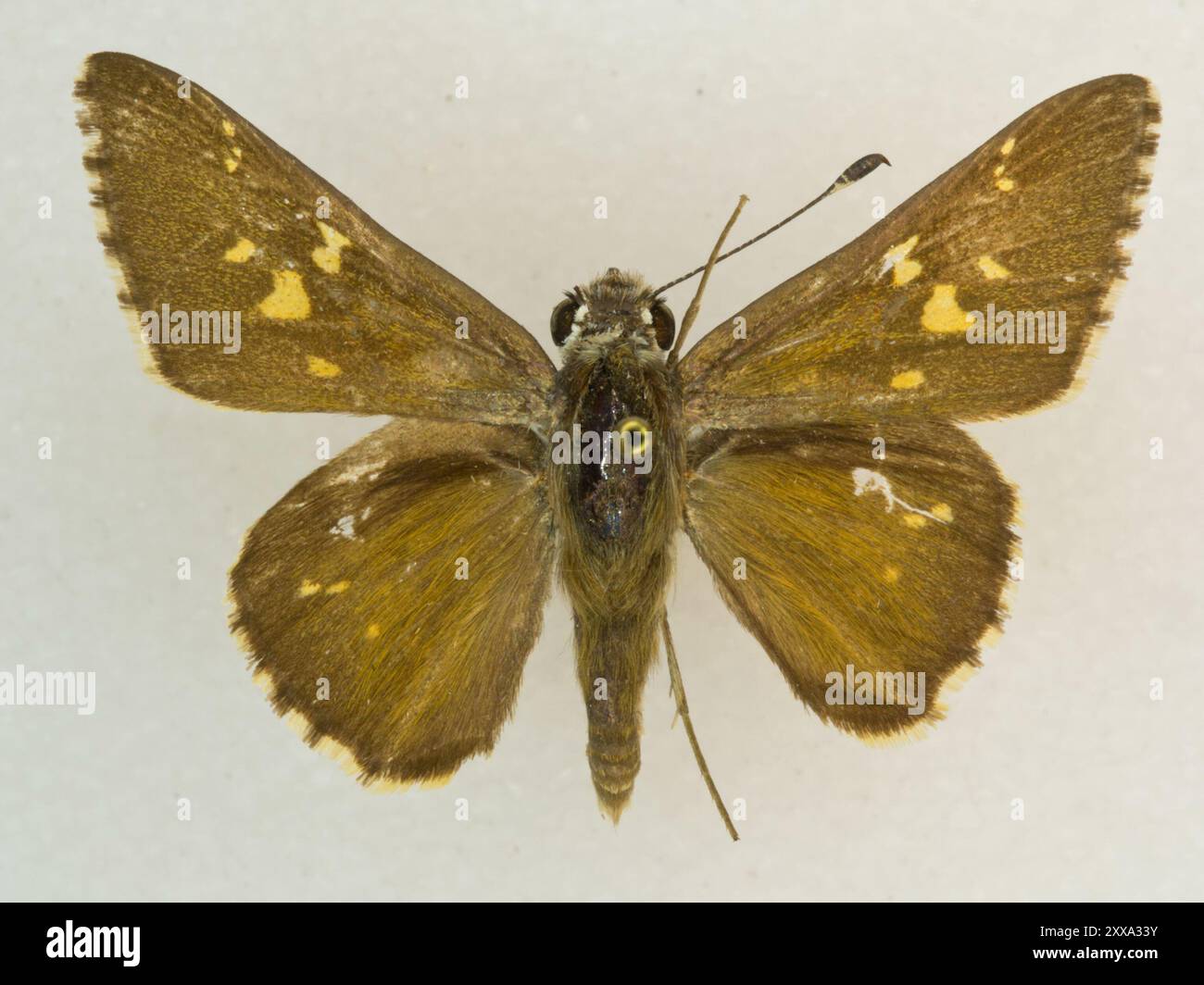 Python Skipper (Atrytonopsis python) Insecta Stock Photo - Alamy