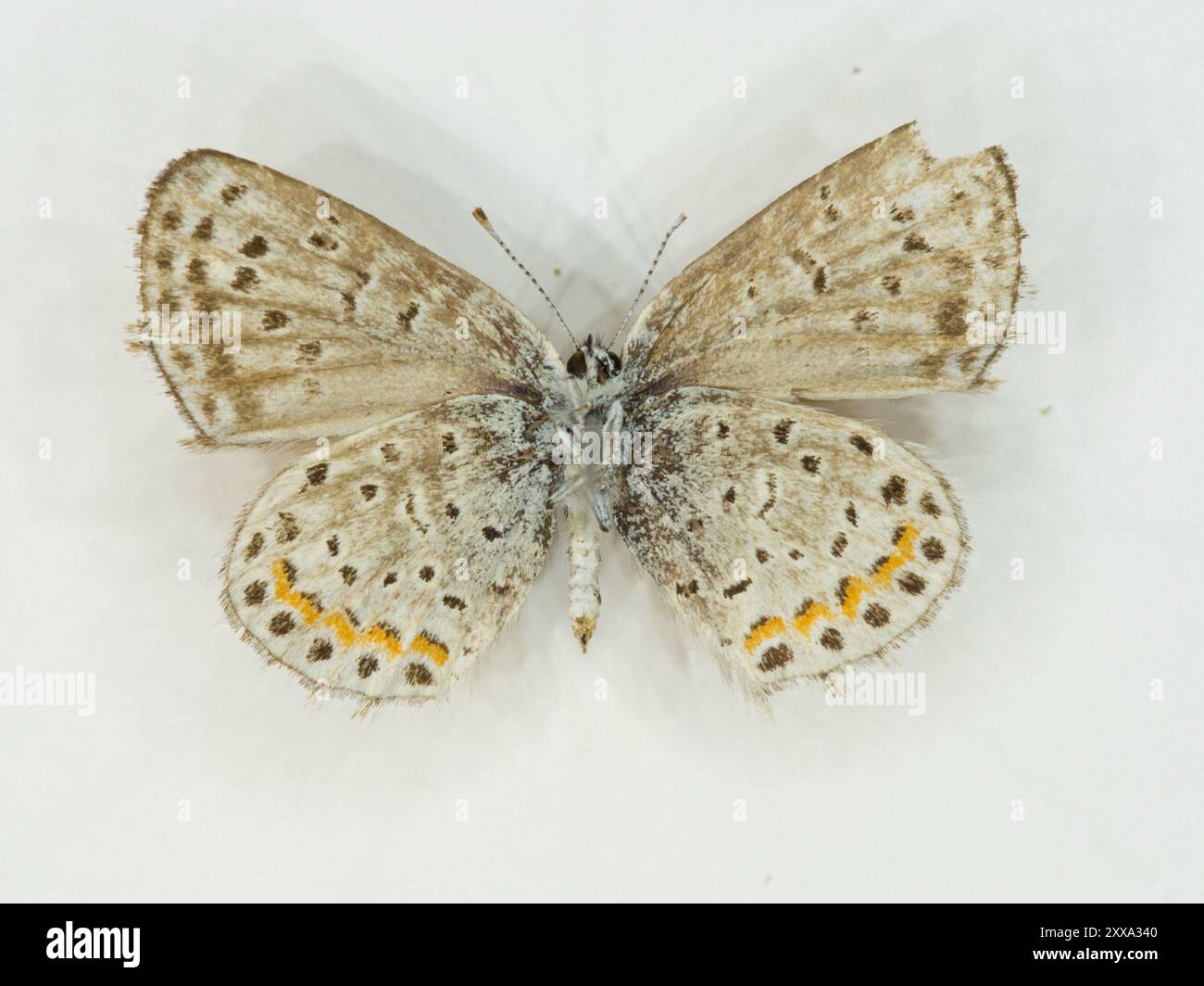 Central Blue (Euphilotes centralis) Insecta Stock Photo - Alamy