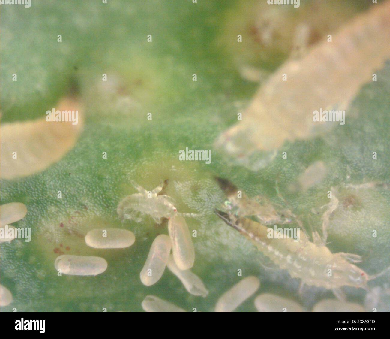 Thrips (Thysanoptera) Insecta Stock Photo - Alamy