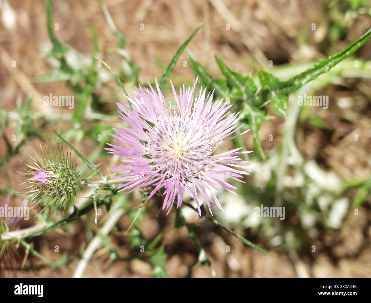 Boar Thistle (Galactites tomentosus) Plantae Stock Photo - Alamy