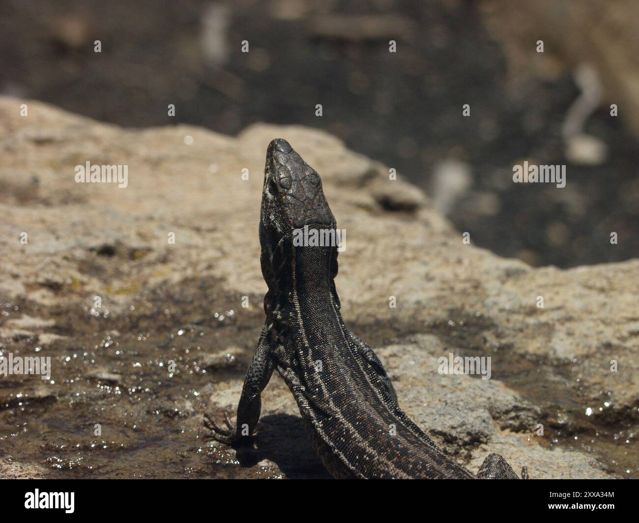 (Gallotia galloti palmae) Reptilia Stock Photo - Alamy