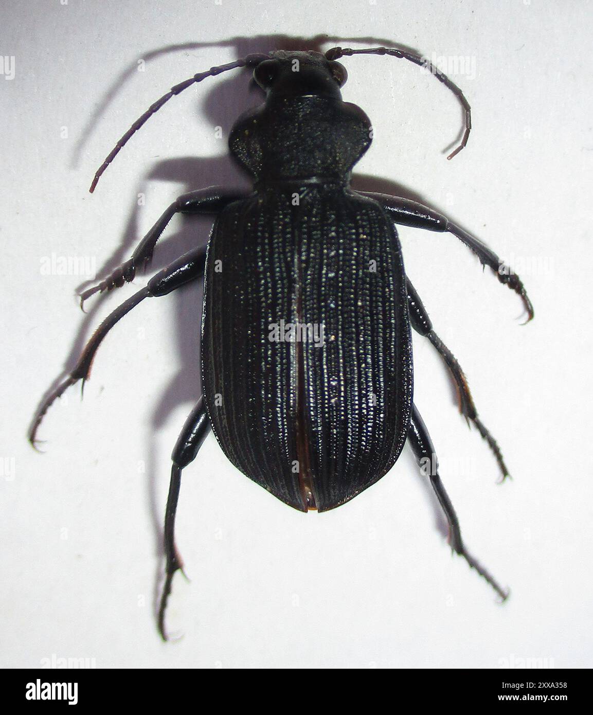 Africa-wide Caterpillar Hunter (Calosoma senegalense) Insecta Stock ...
