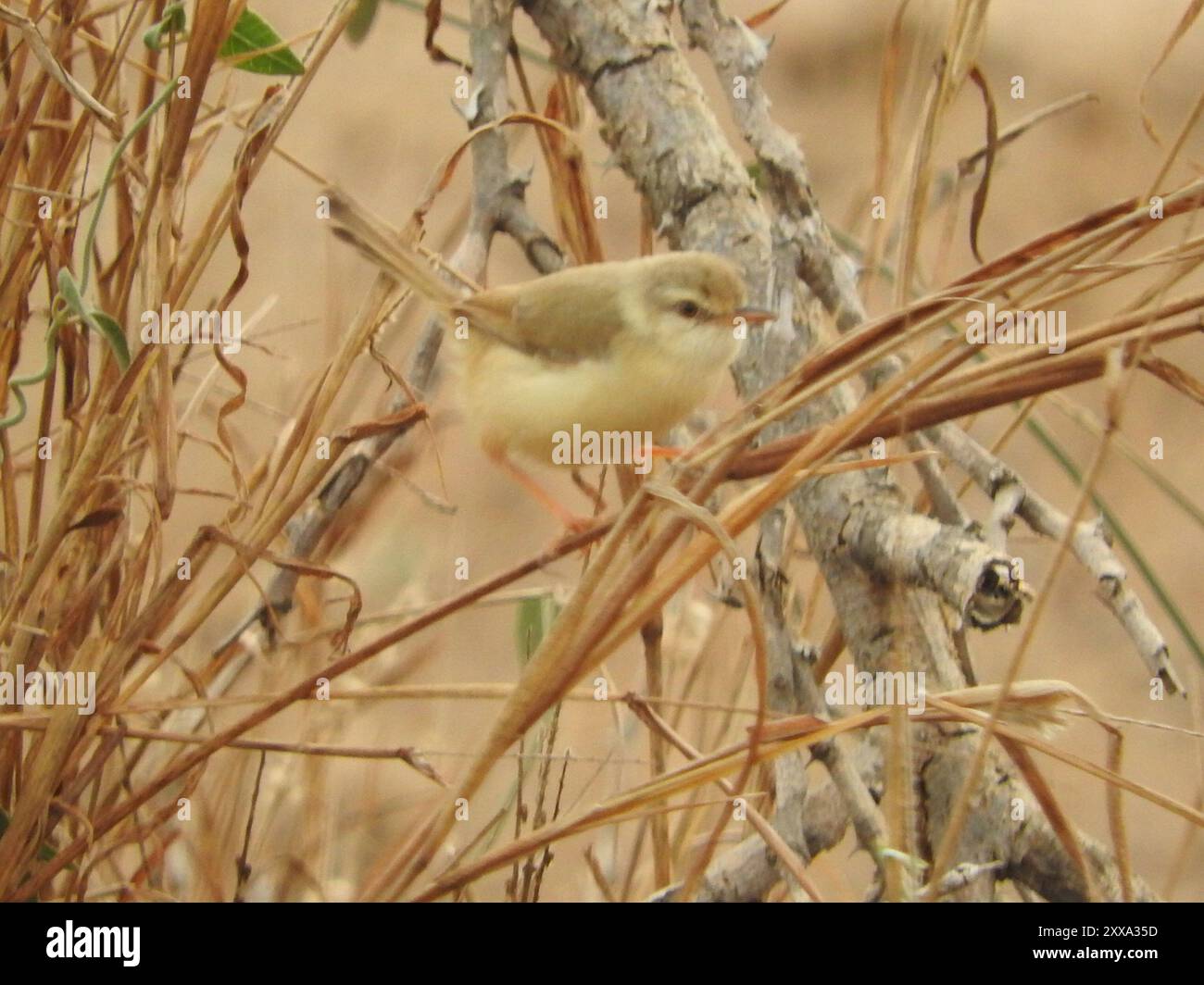 Tawny-flanked Prinia (Prinia subflava) Aves Stock Photo - Alamy