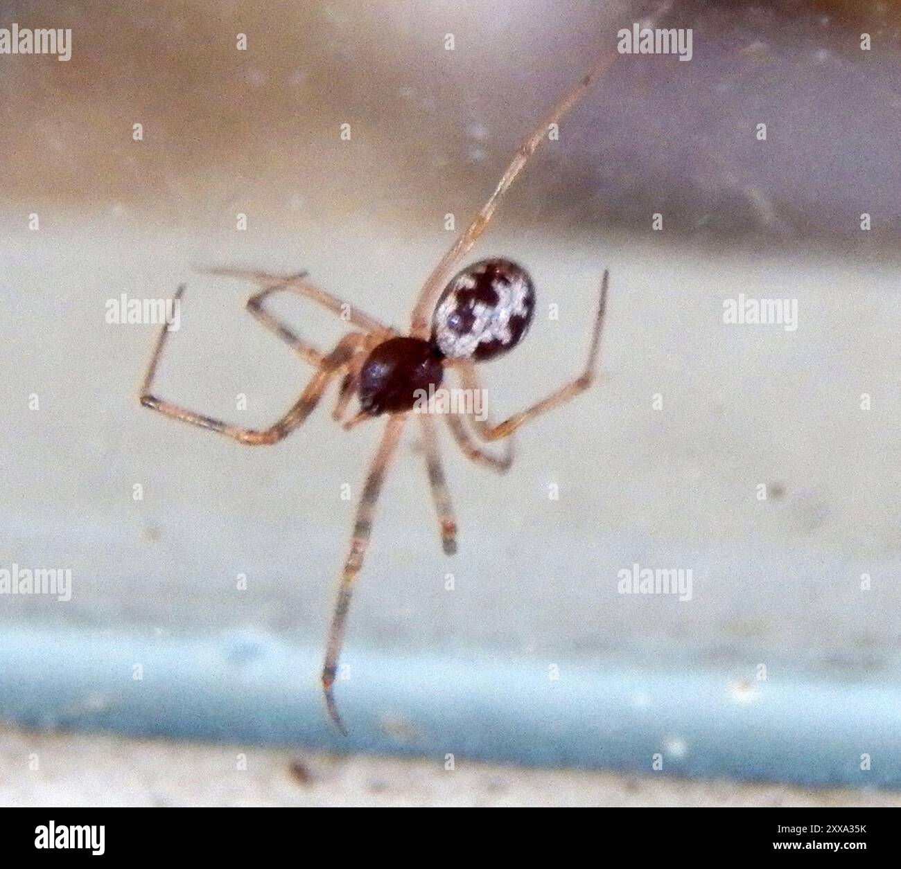 Triangulate Combfoot (Steatoda triangulosa) Arachnida Stock Photo - Alamy