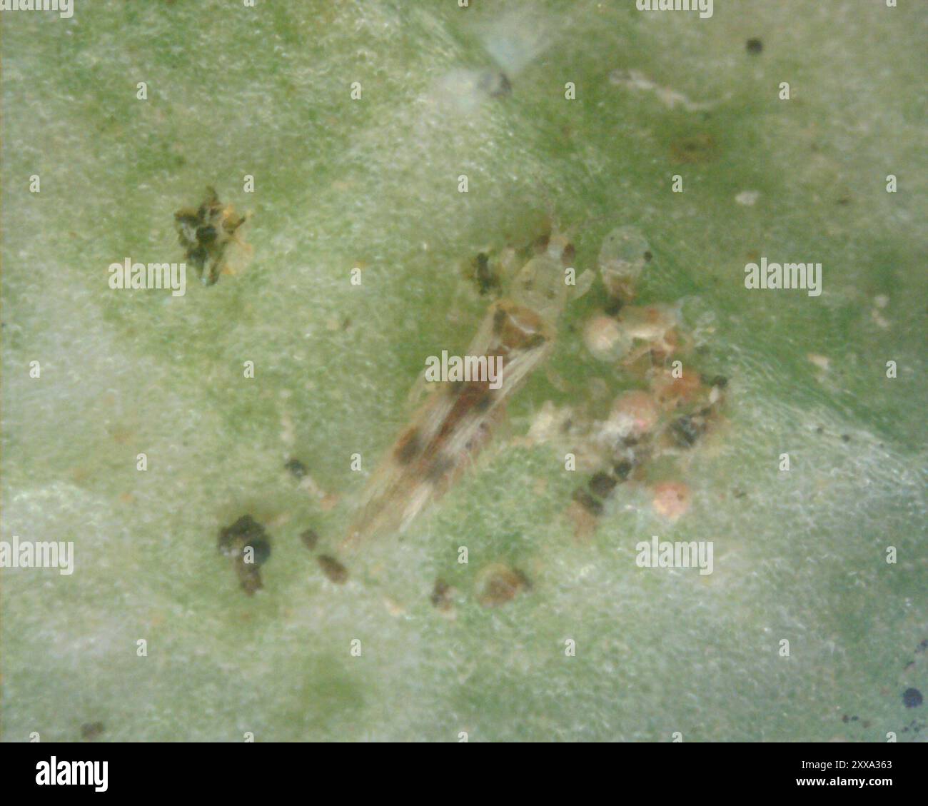 Common Thrips (Thripidae) Insecta Stock Photo - Alamy