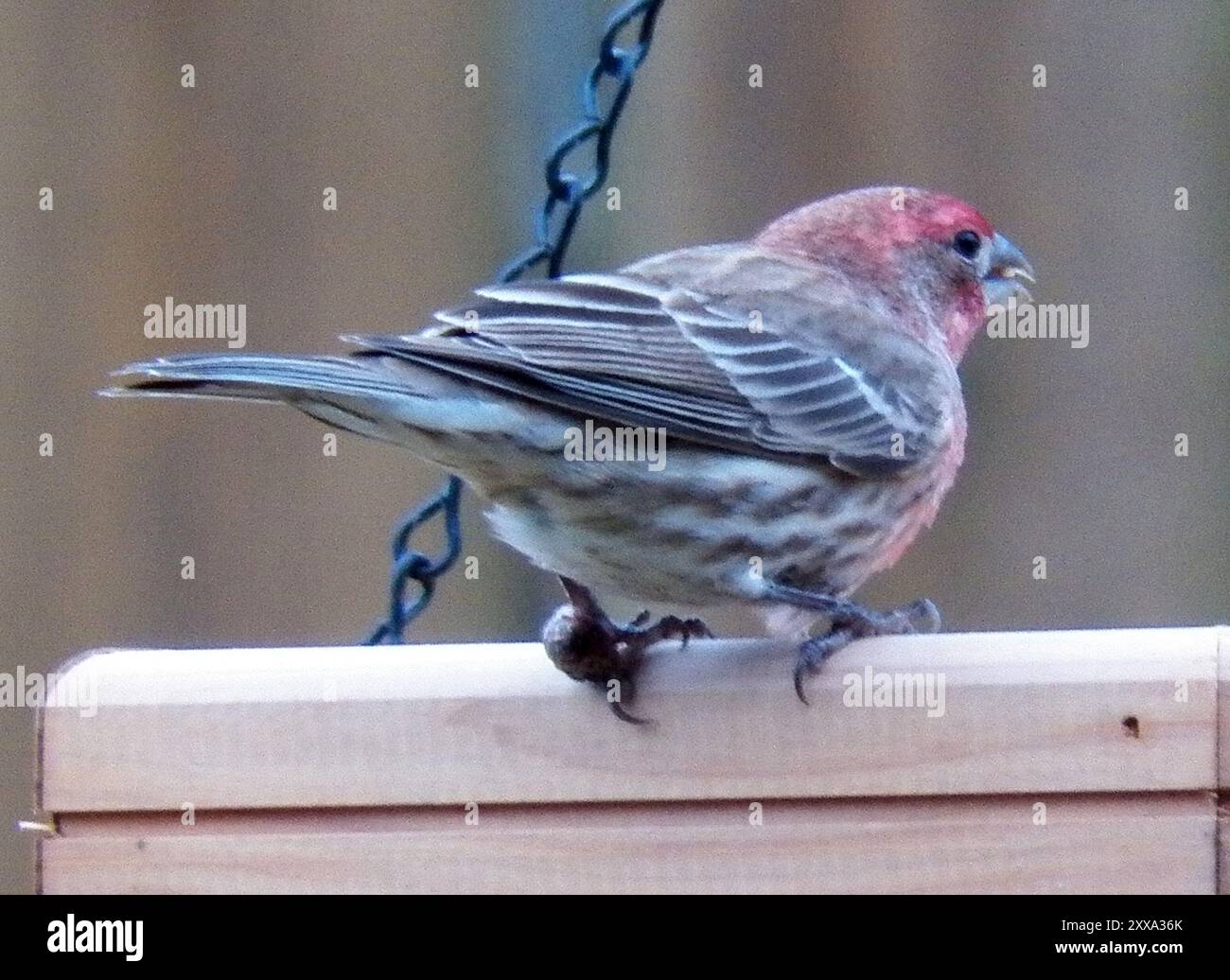 House Finch (Haemorhous mexicanus) Aves Stock Photo - Alamy