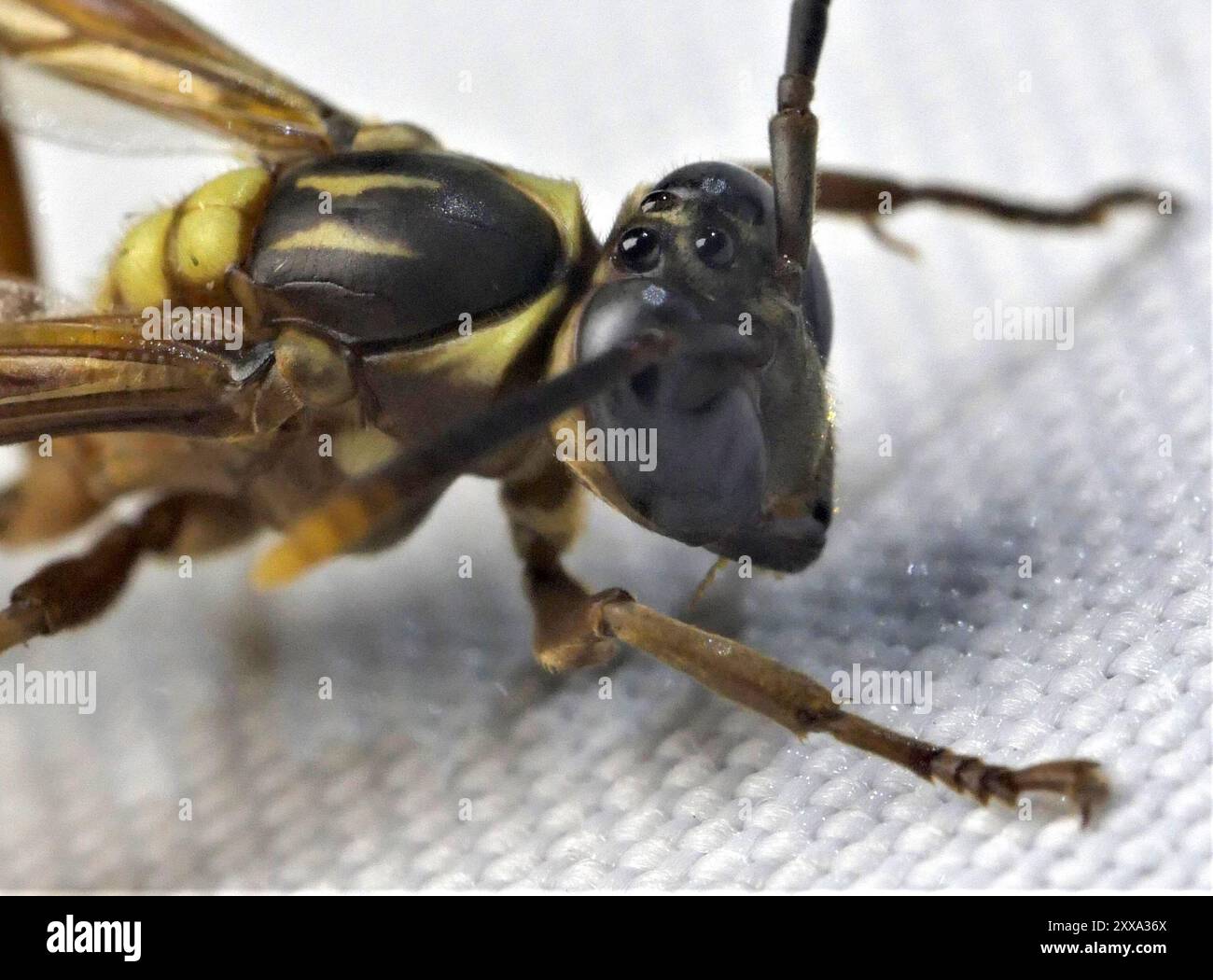 Central American Paper Wasp (Apoica pallens) Insecta Stock Photo - Alamy Central American Paper Wasp (Apoica pallens) Insecta Stock Photo - Alamy