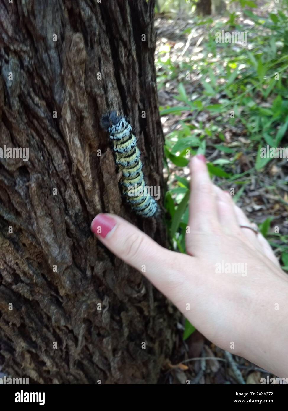Mopane Worm (Gonimbrasia belina) Insecta Stock Photo - Alamy