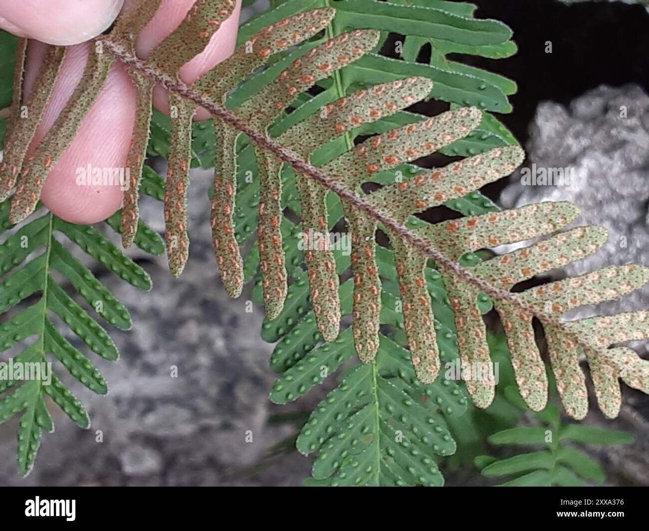 resurrection fern (Pleopeltis michauxiana) Plantae Stock Photo - Alamy