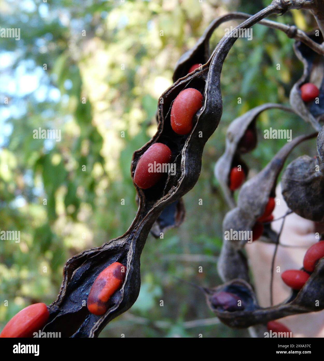 Coral Bean (Erythrina herbacea) Plantae Stock Photo - Alamy