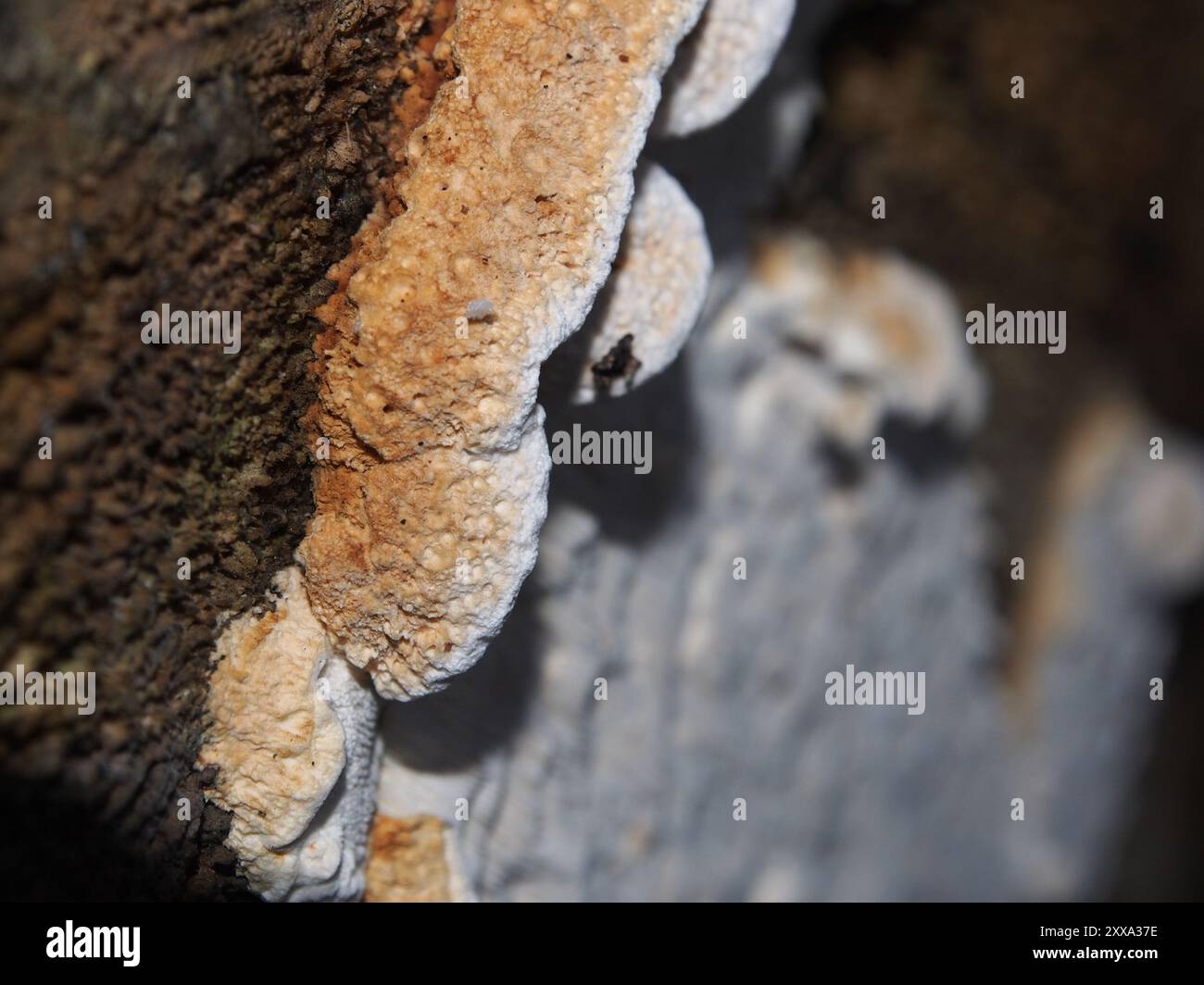 serried porecrust (Fomitopsis serialis) Fungi Stock Photo - Alamy