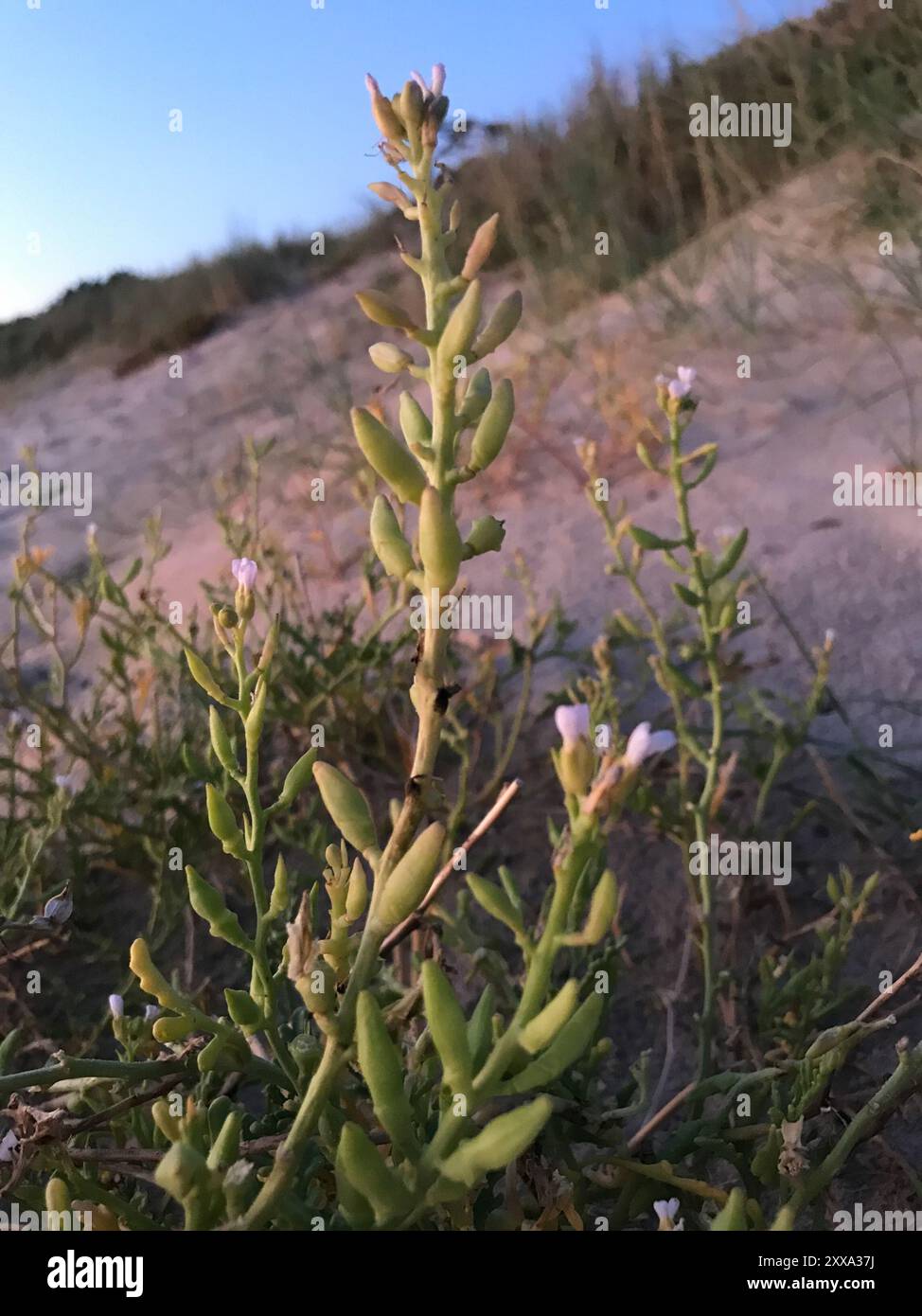 European Searocket (Cakile maritima) Plantae Stock Photo - Alamy