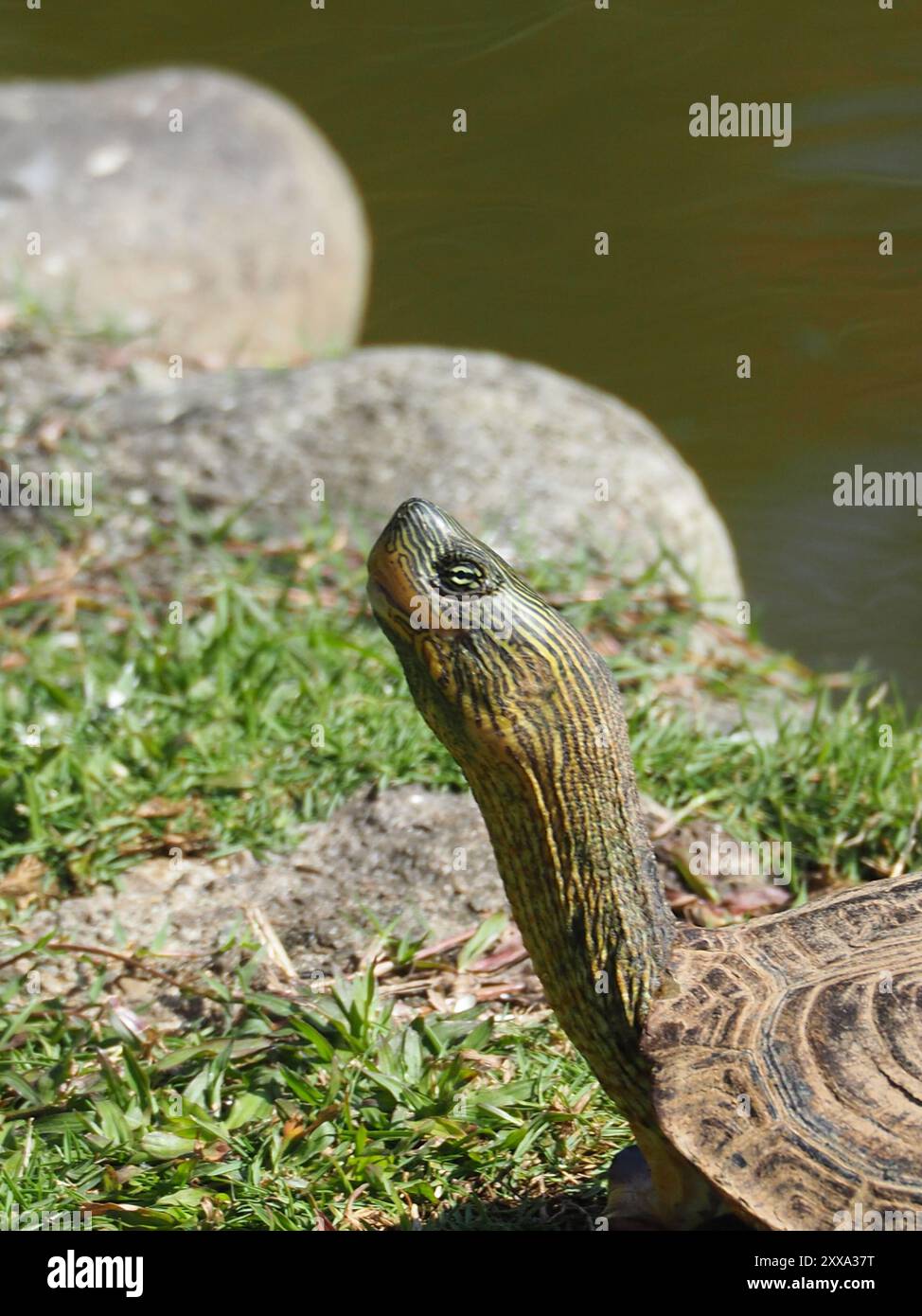 Common thread turtle (Mauremys sinensis) Reptilia Stock Photo - Alamy