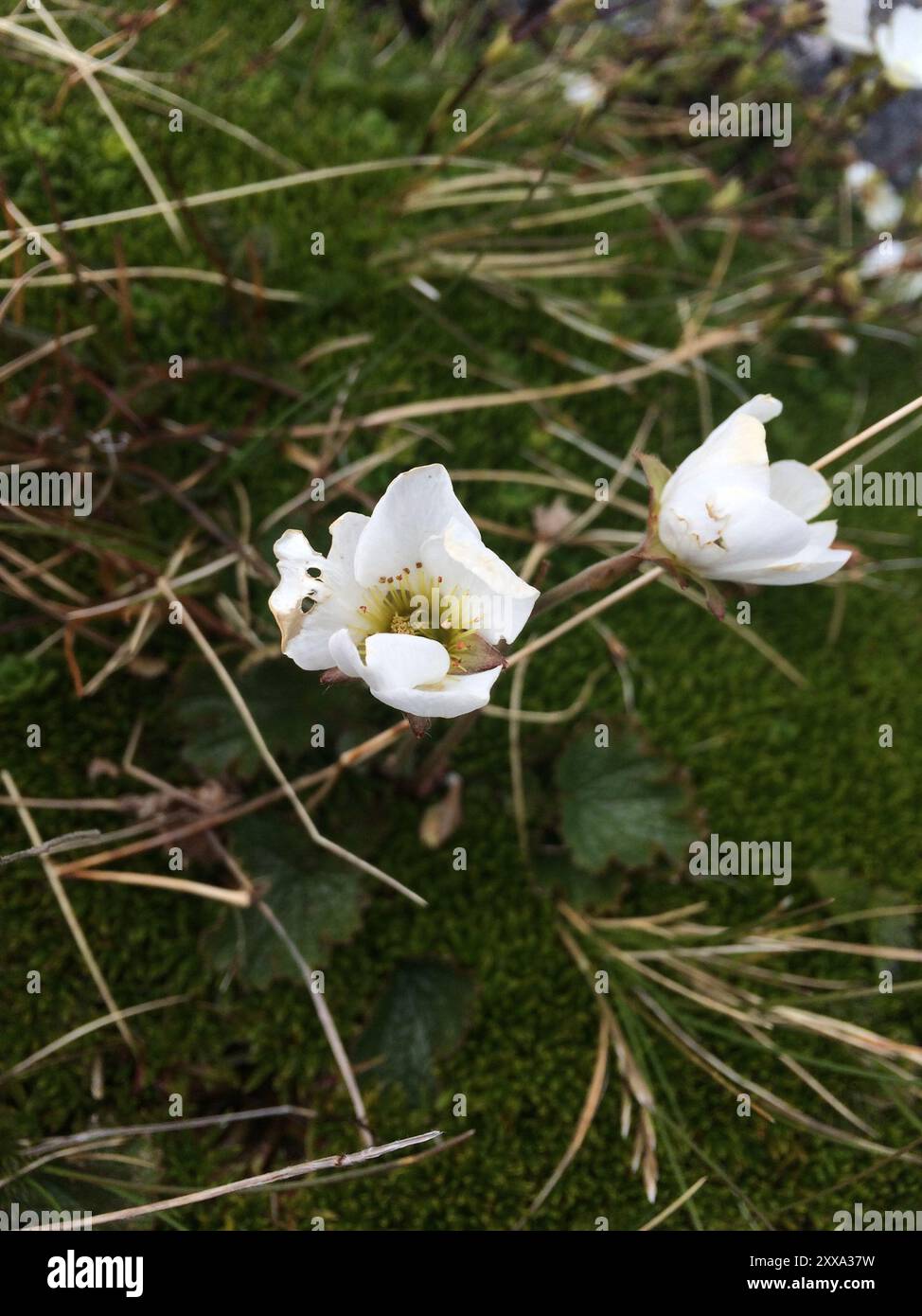 alpine avens (Geum uniflorum) Plantae Stock Photo - Alamy