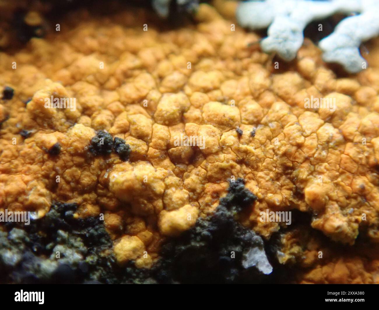 Polycauliona hi-res stock photography and images - Alamy