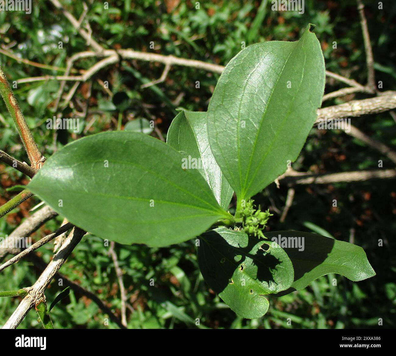Spiny monkey orange (Strychnos spinosa) Plantae Stock Photo - Alamy