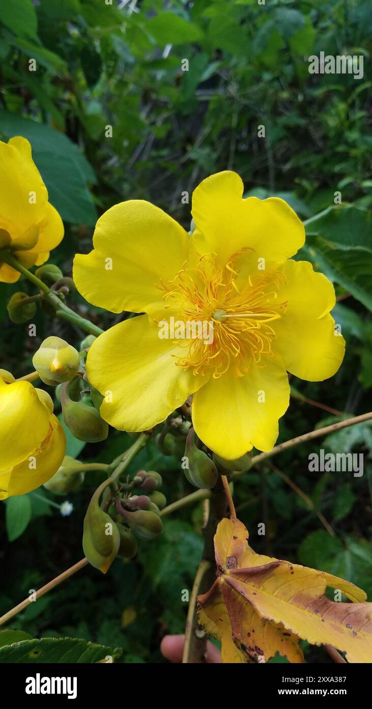 Buttercup Tree (Cochlospermum vitifolium) Plantae Stock Photo - Alamy