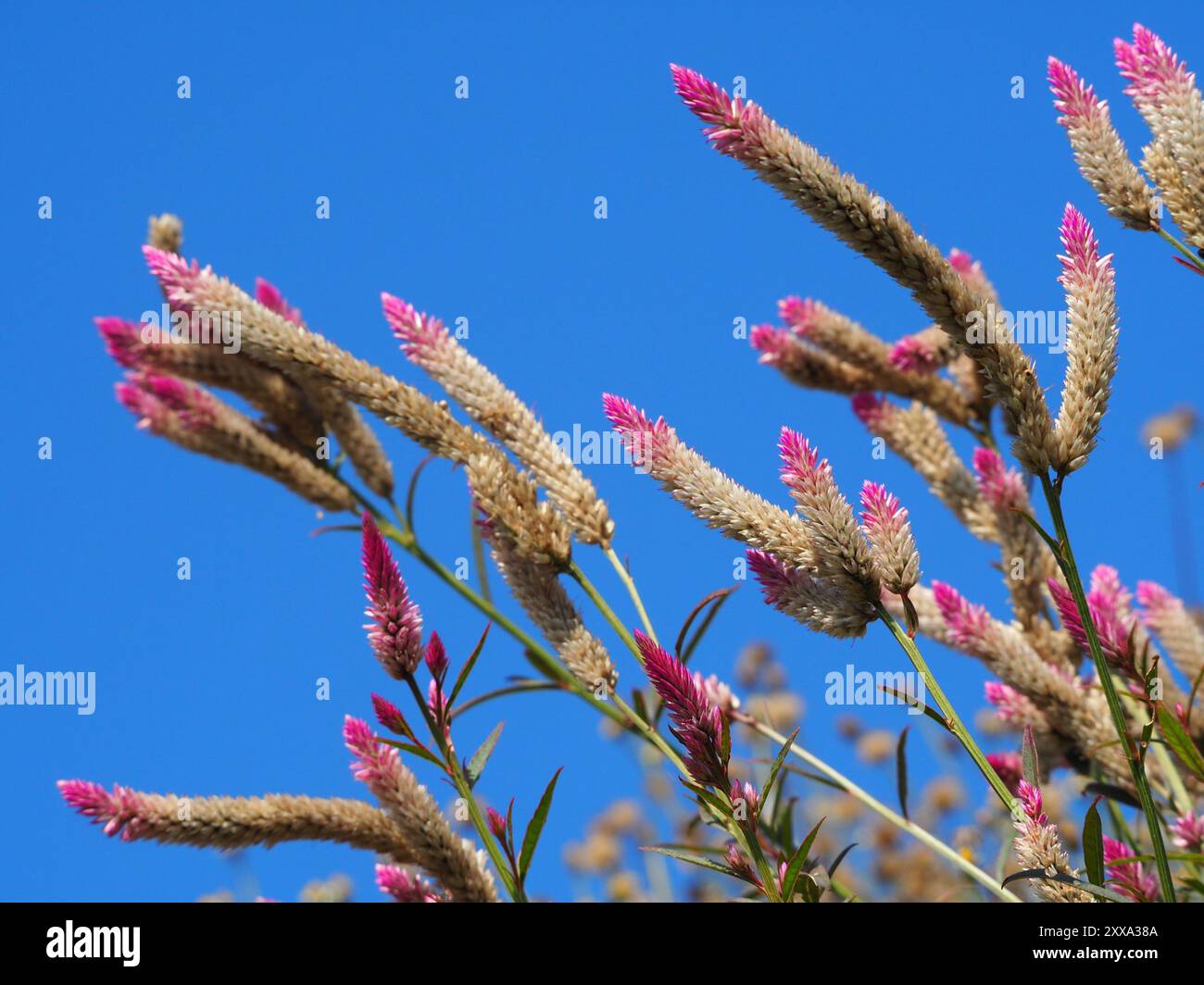 Quail Grass (Celosia argentea) Plantae Stock Photo - Alamy
