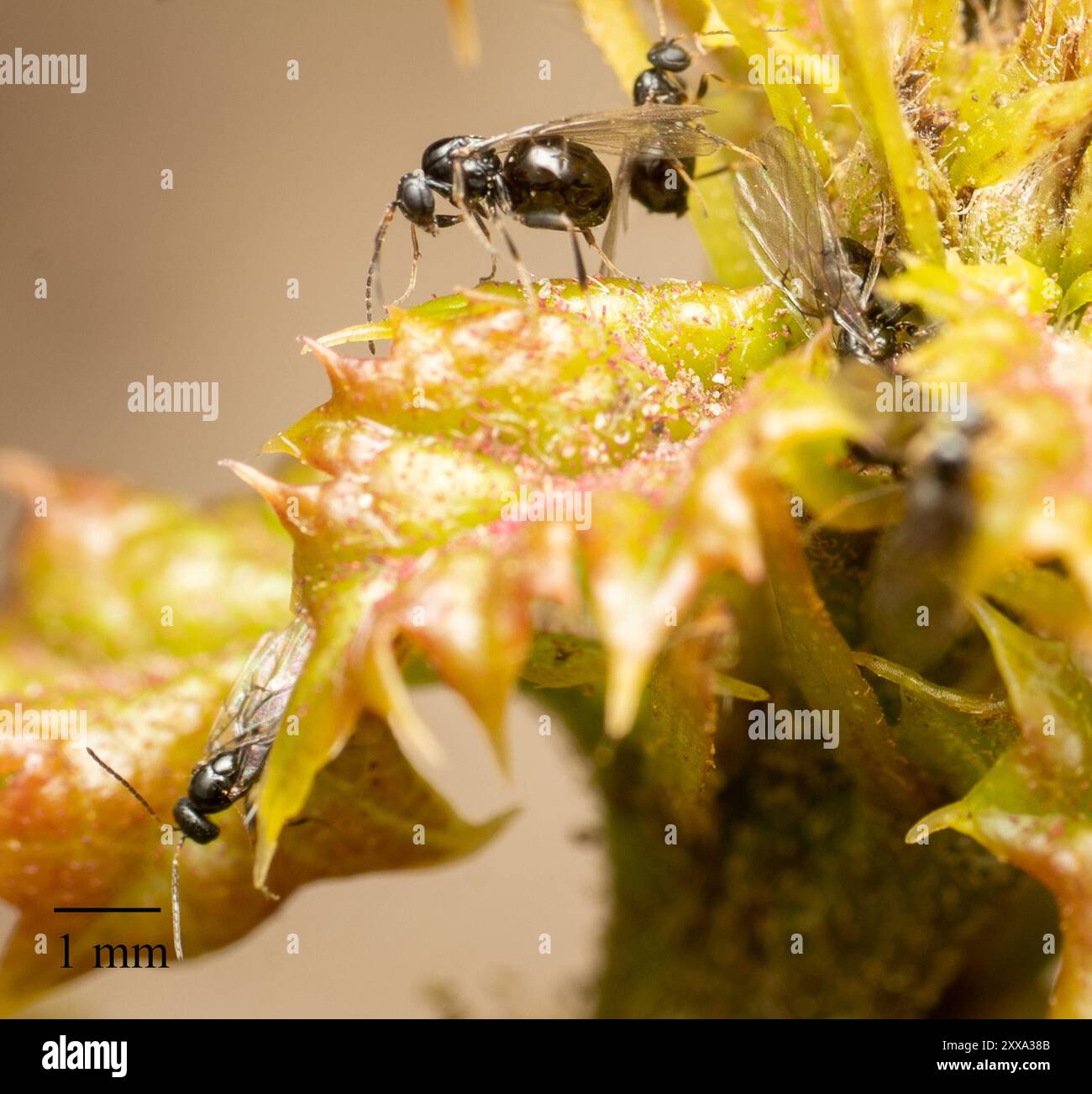 (Neuroterus quercicola) Insecta Stock Photo - Alamy