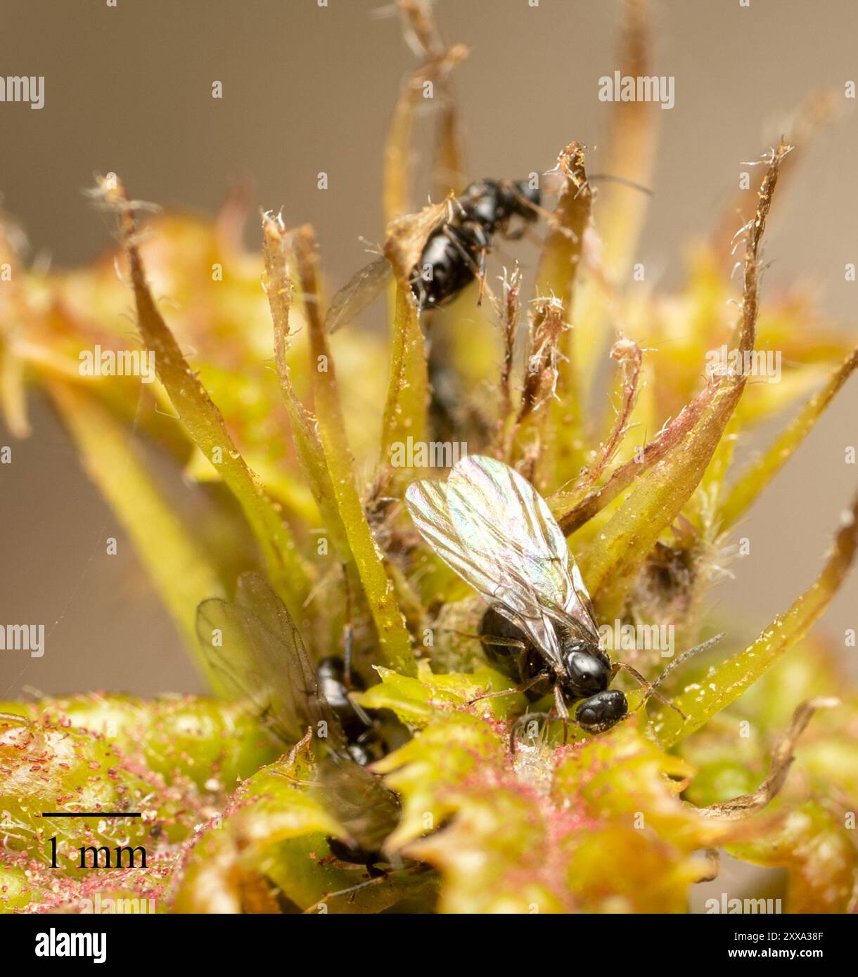 (Neuroterus quercicola) Insecta Stock Photo - Alamy