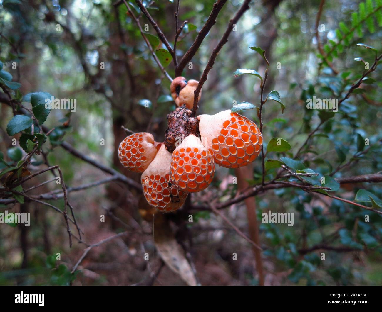 beech orange (Cyttaria gunnii) Fungi Stock Photo - Alamy