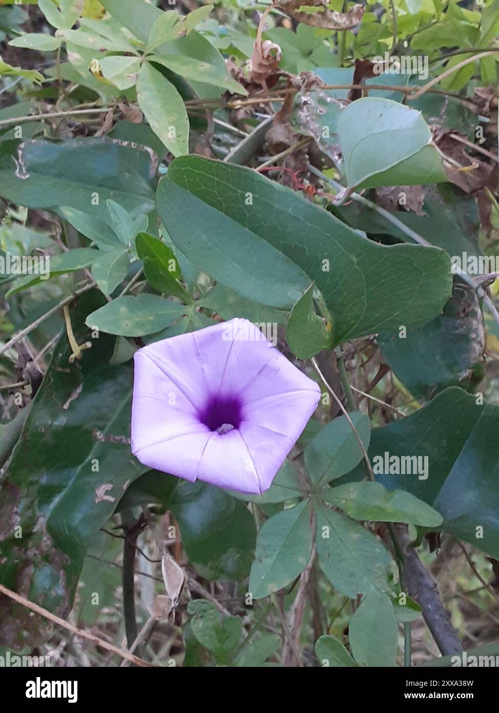 Mile-a-minute vine (Ipomoea cairica) Plantae Stock Photo - Alamy