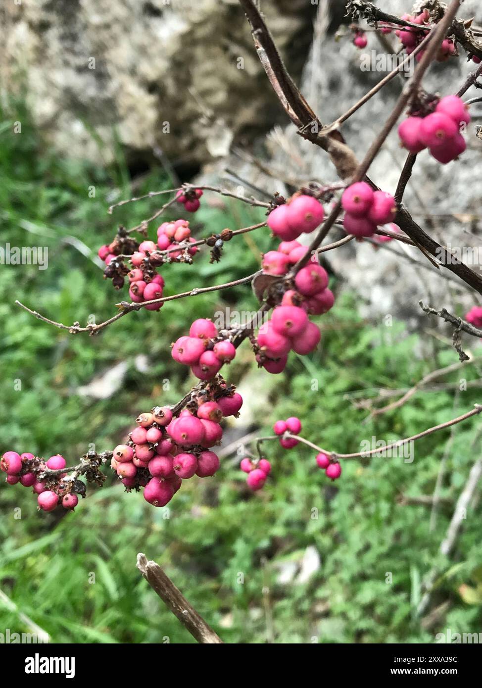 coralberry (Symphoricarpos orbiculatus) Plantae Stock Photo - Alamy