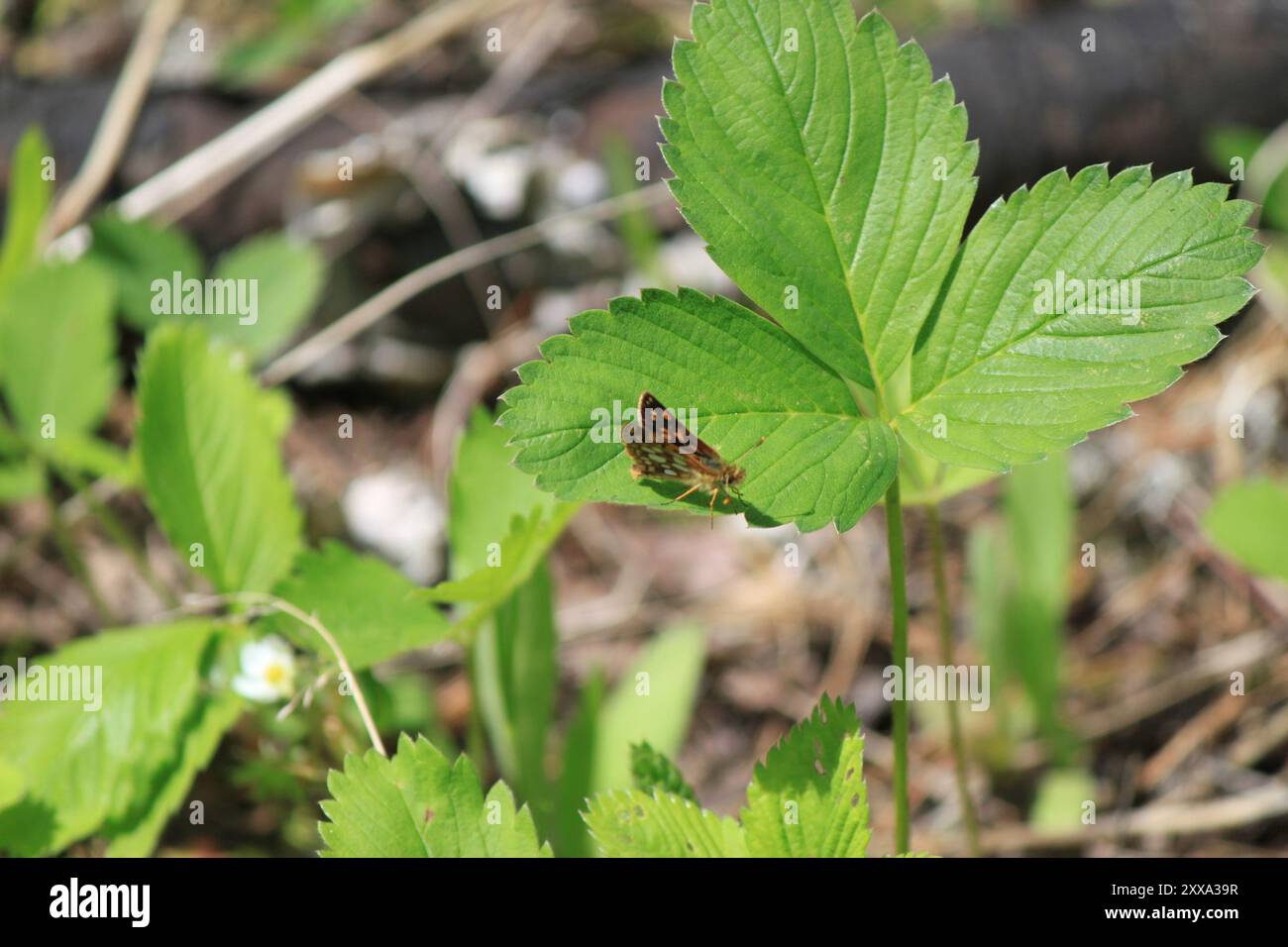 Arctic Skipper (Carterocephalus mandan) Insecta Stock Photo - Alamy