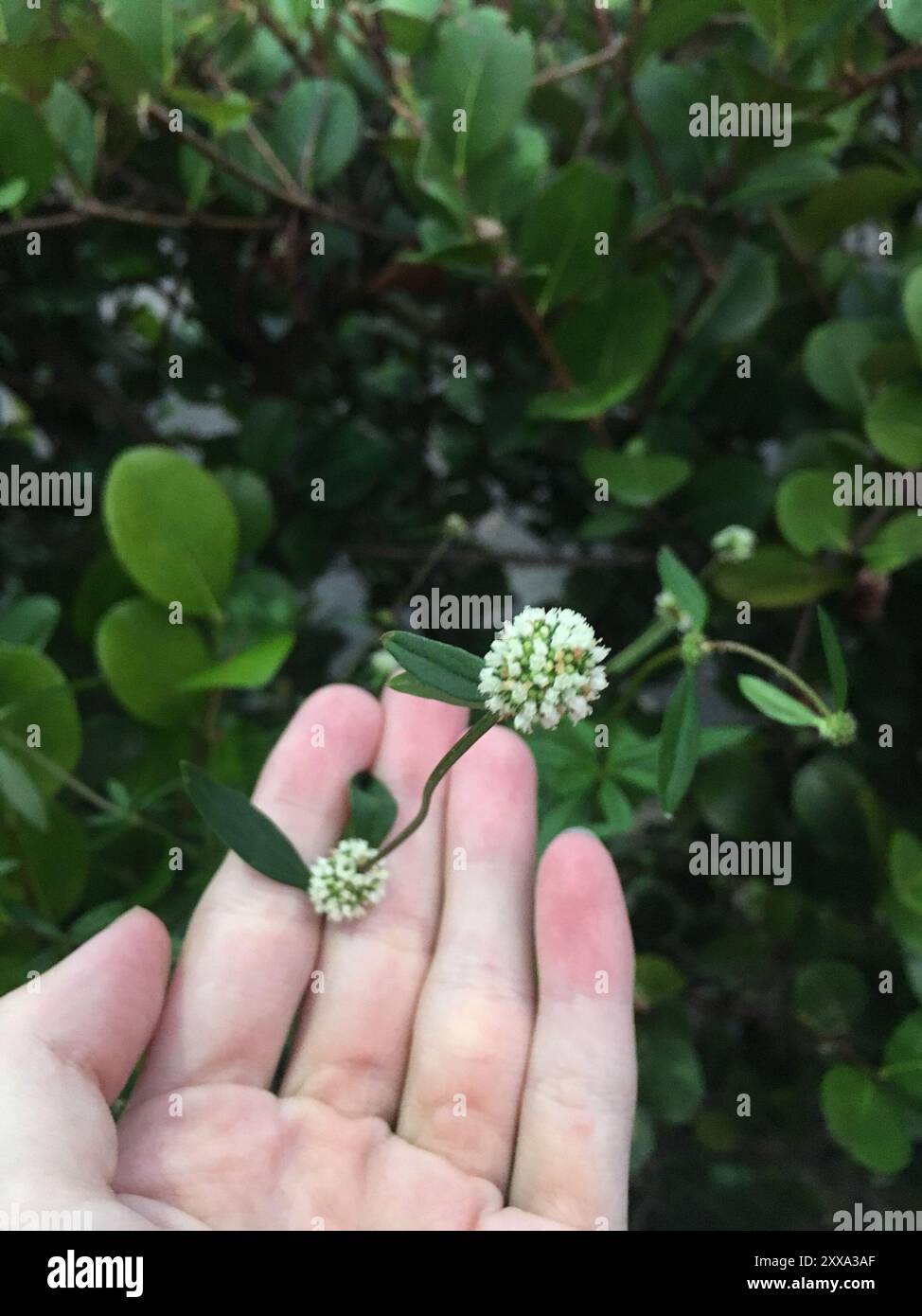 shrubby false buttonweed (Spermacoce verticillata) Plantae Stock Photo ...