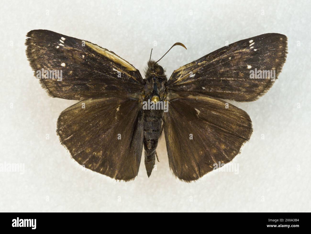 Funereal Duskywing (Erynnis funeralis) Insecta Stock Photo - Alamy