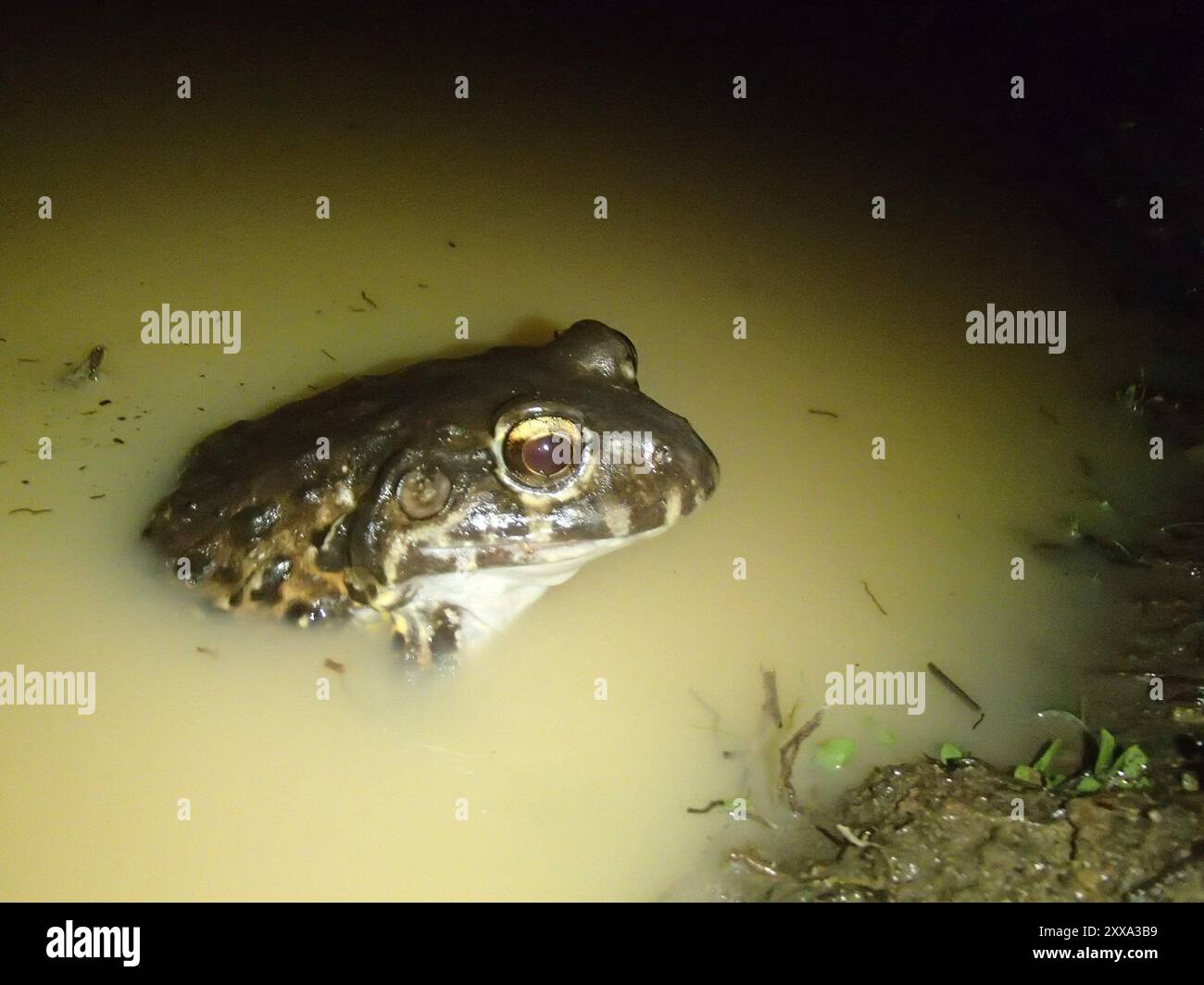 Northeastern Pepper Frog (Leptodactylus vastus) Amphibia Stock Photo ...
