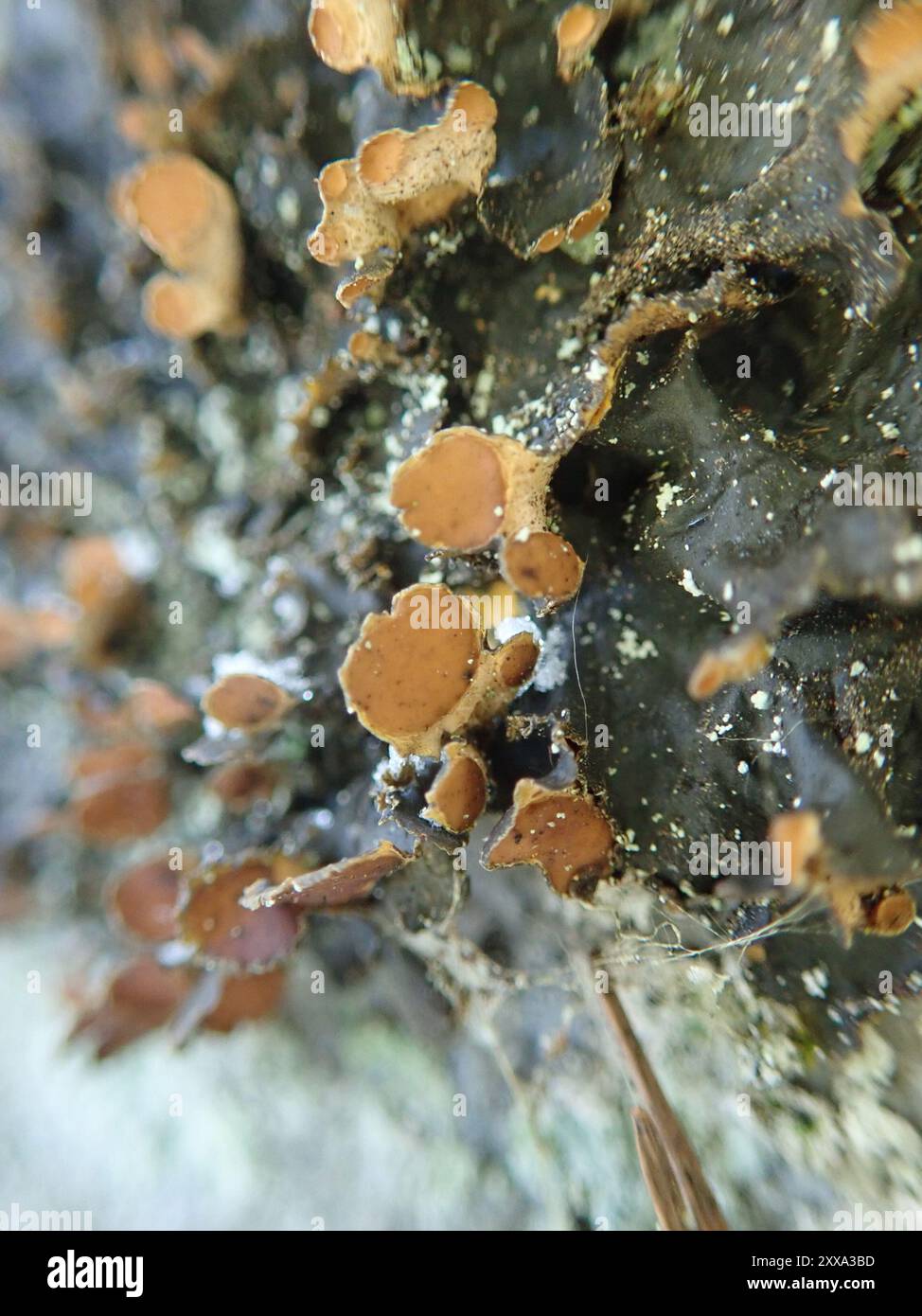 Mustard Kidney Lichen (Nephroma laevigatum) Fungi Stock Photo - Alamy