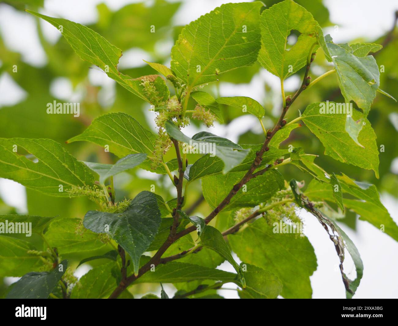 Korean mulberry (Morus indica) Plantae Stock Photo - Alamy