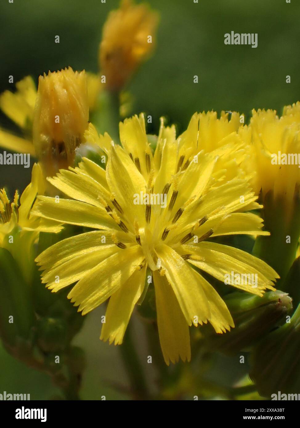 Oriental false hawksbeard (Youngia japonica) Plantae Stock Photo - Alamy