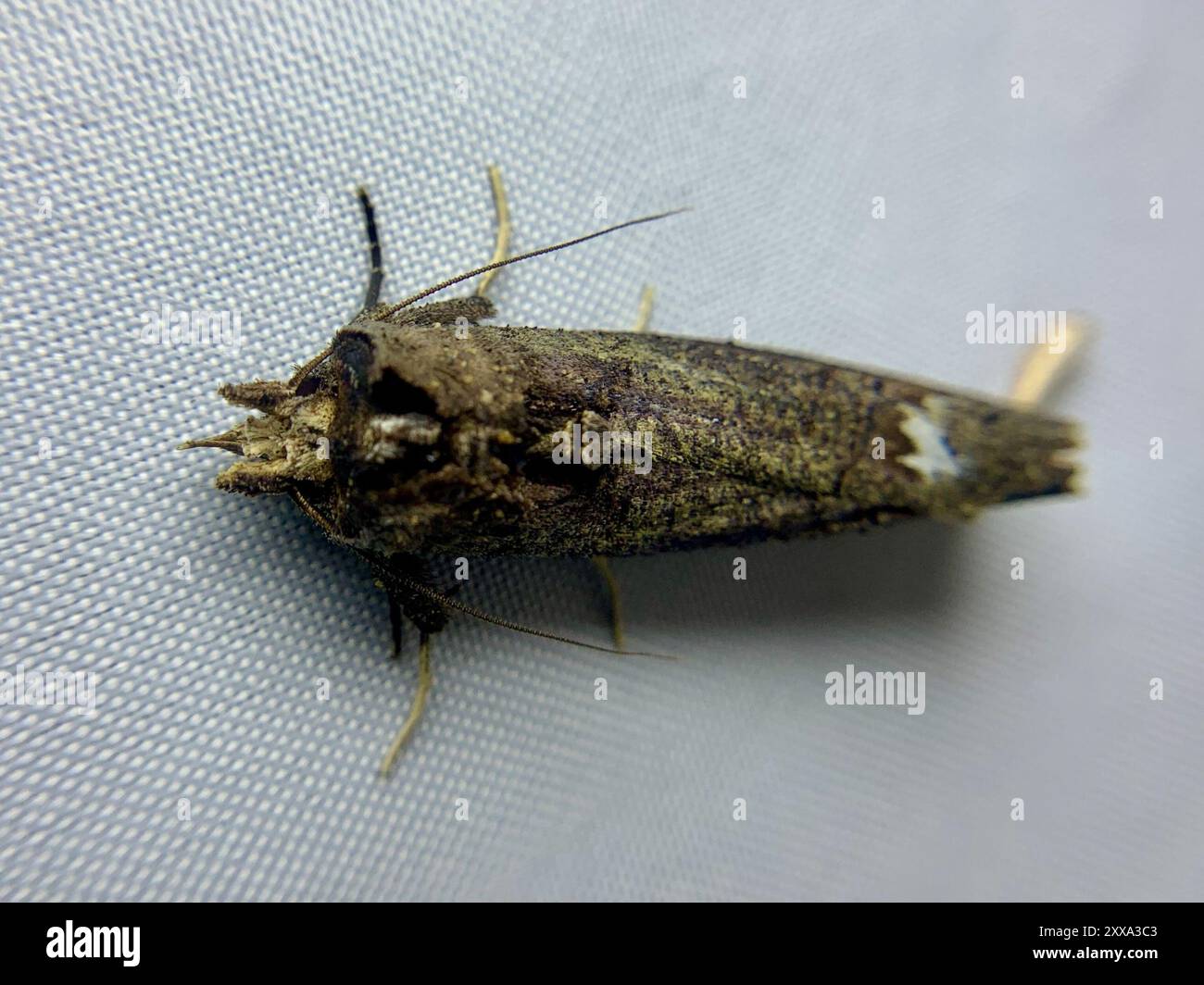 Owlet Moths and Allies (Noctuoidea) Insecta Stock Photo - Alamy