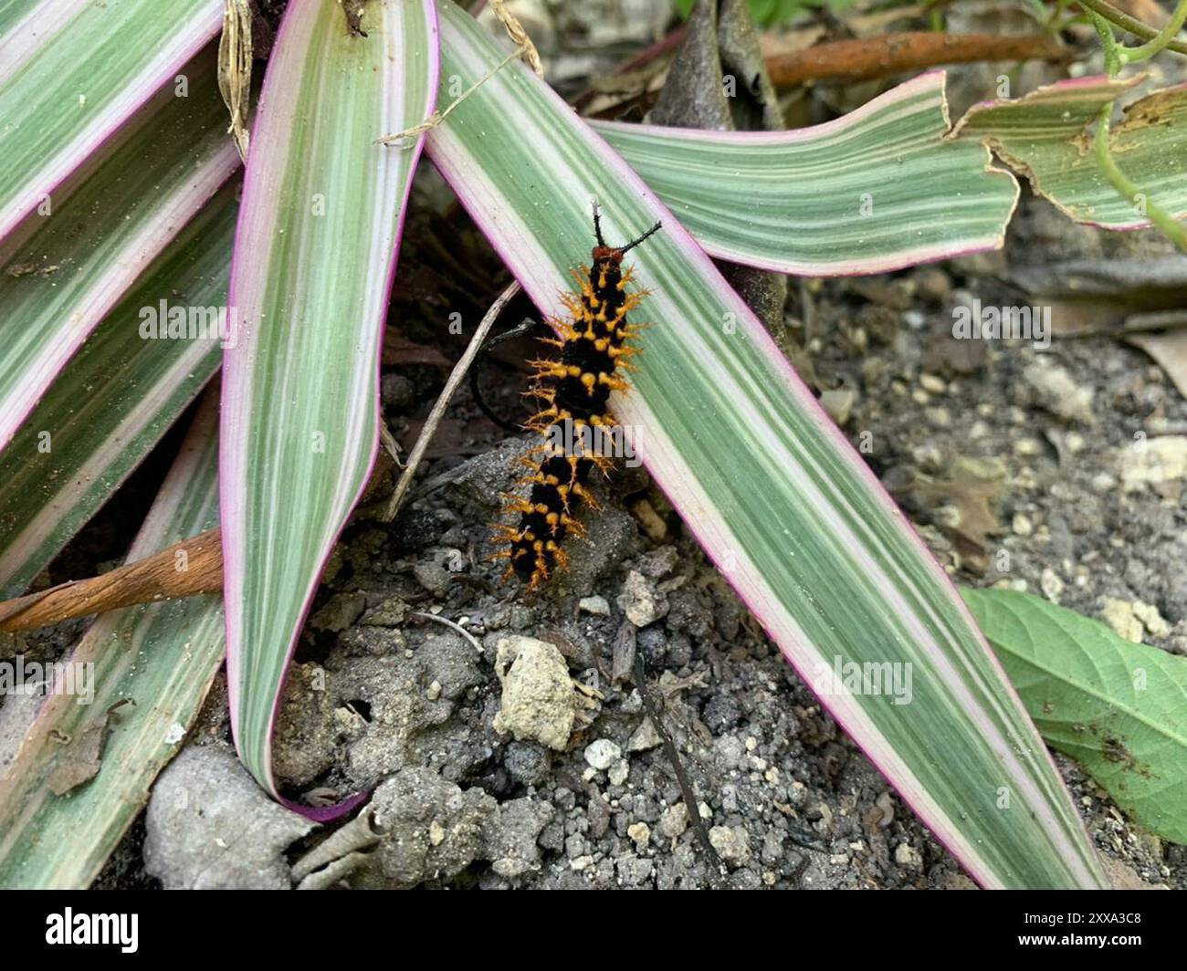 Malayan Eggfly (Hypolimnas anomala) Insecta Stock Photo - Alamy
