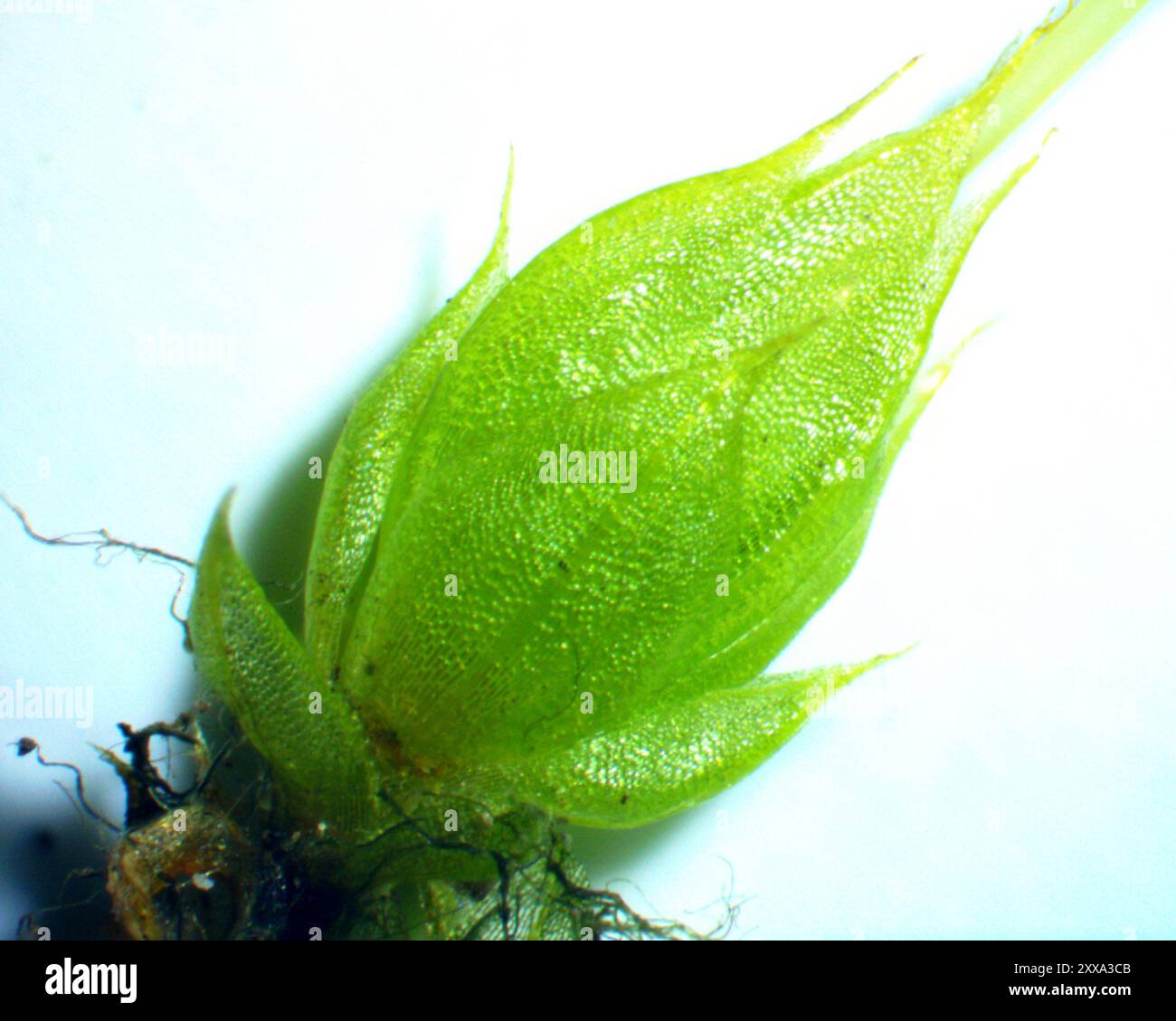 funaria moss (Funaria flavicans) Plantae Stock Photo - Alamy