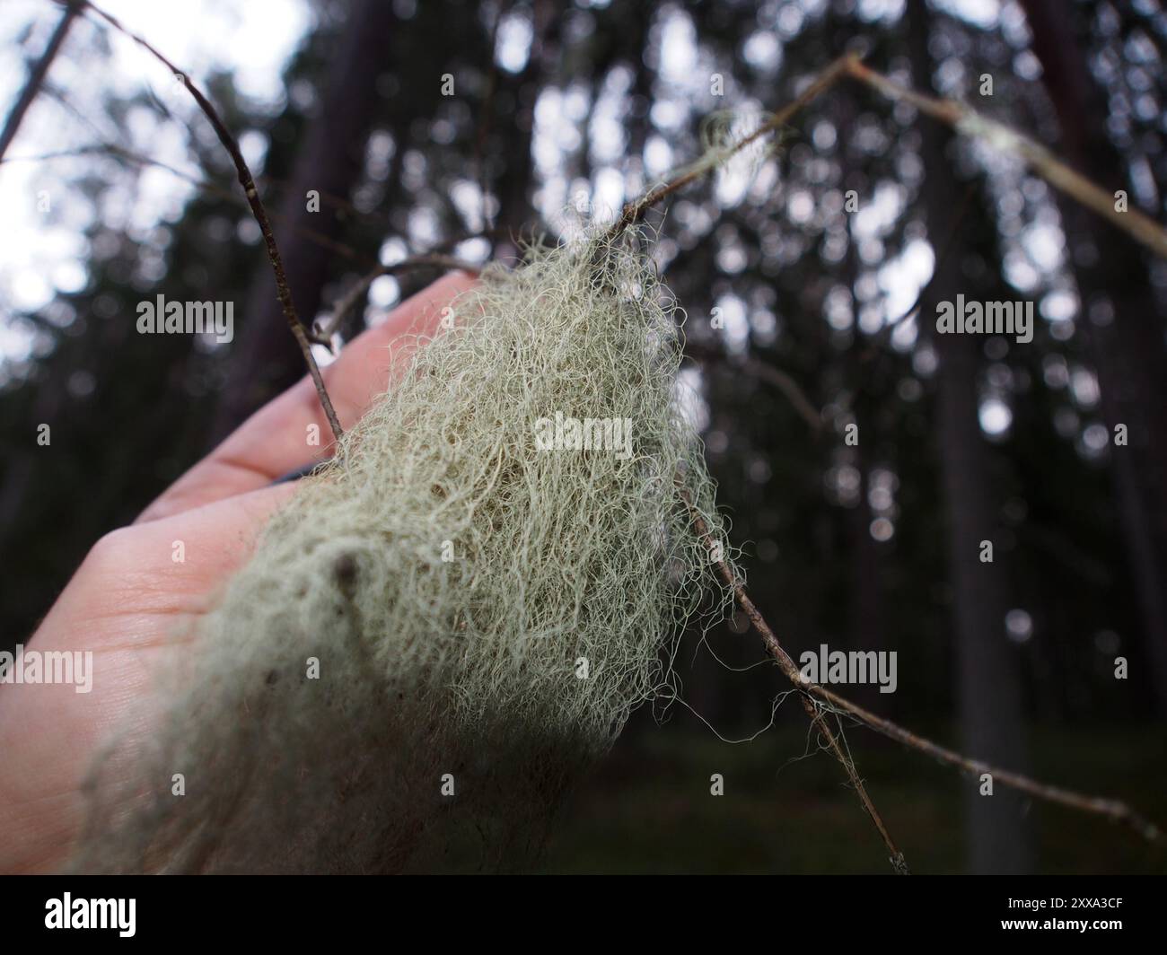 Pale-footed Horsehair Lichen (Bryoria fuscescens) Fungi Stock Photo - Alamy