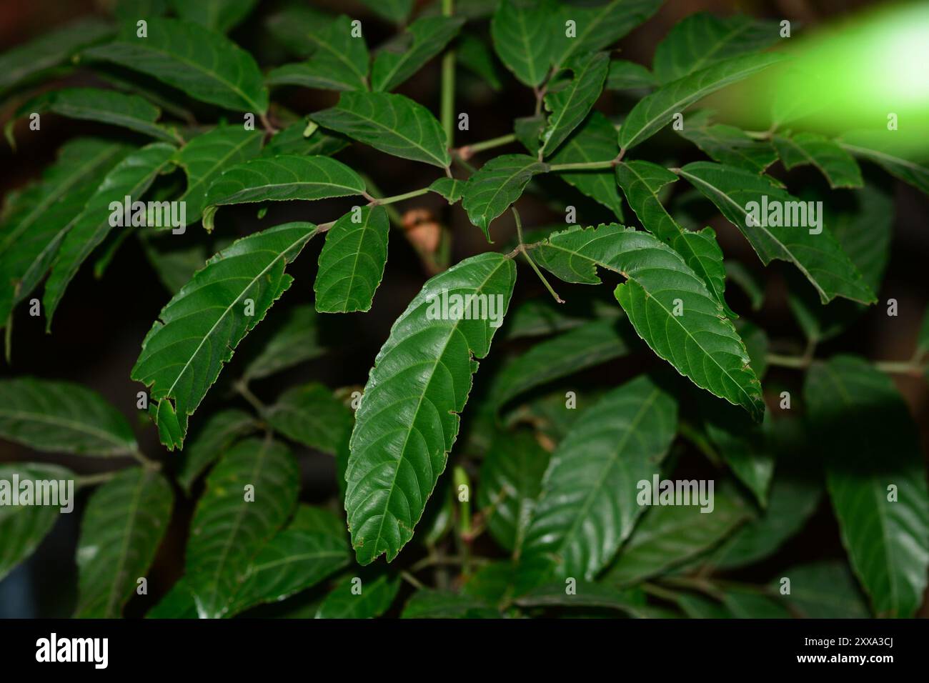 Bandicoot Berry (Leea indica) Plantae Stock Photo - Alamy