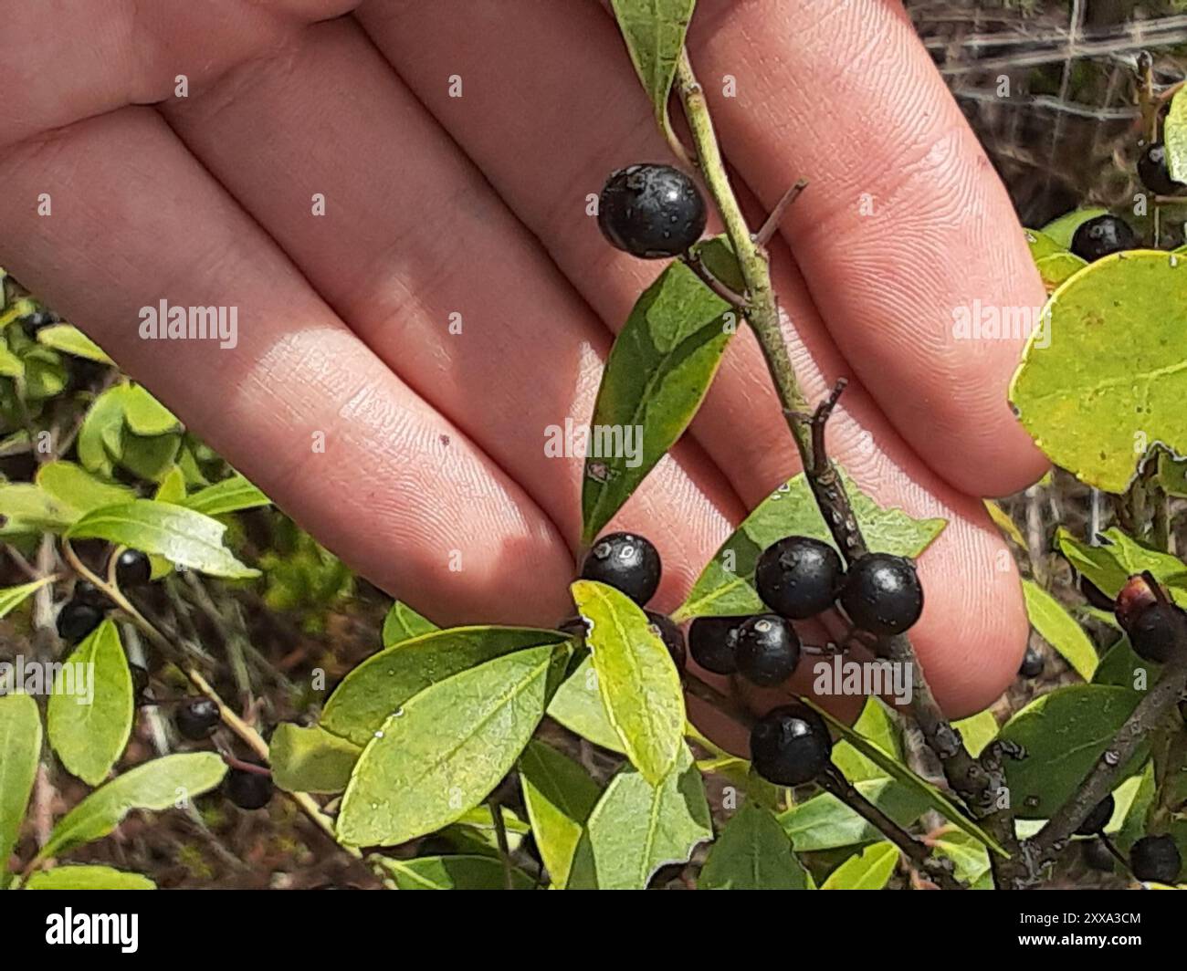 gallberry (Ilex glabra) Plantae Stock Photo - Alamy