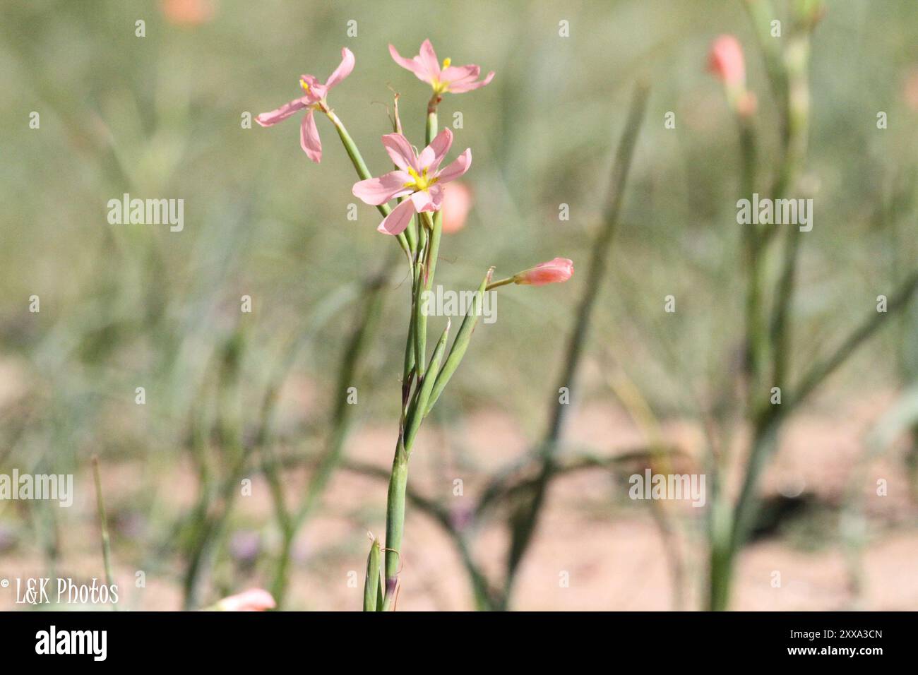 Two-leaved Cape tulip (Moraea miniata) Plantae Stock Photo - Alamy