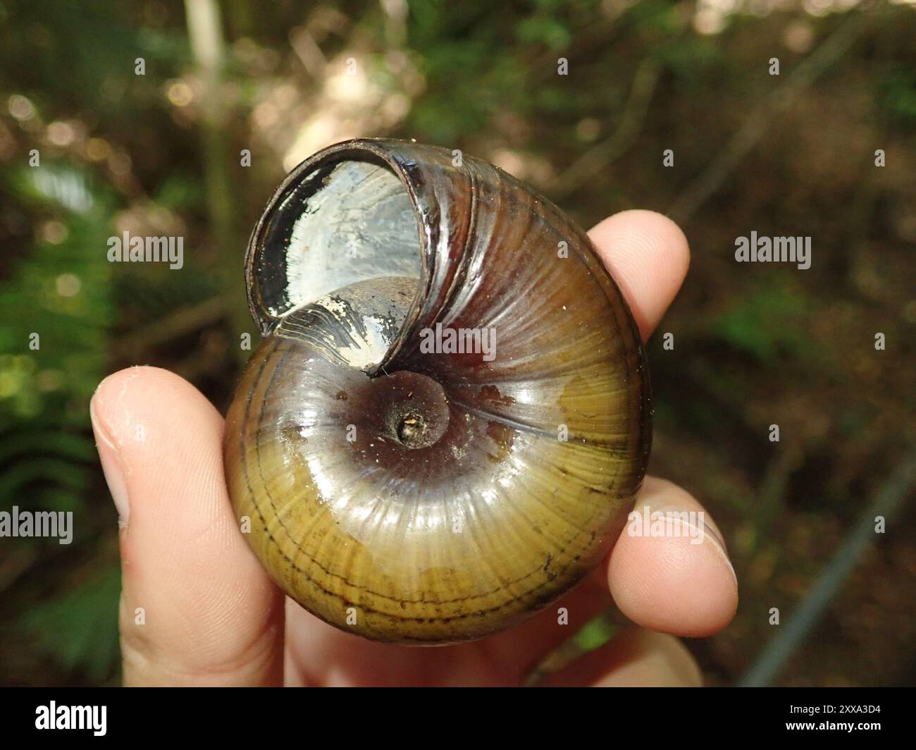 (Powelliphanta gilliesi) Mollusca Stock Photo - Alamy
