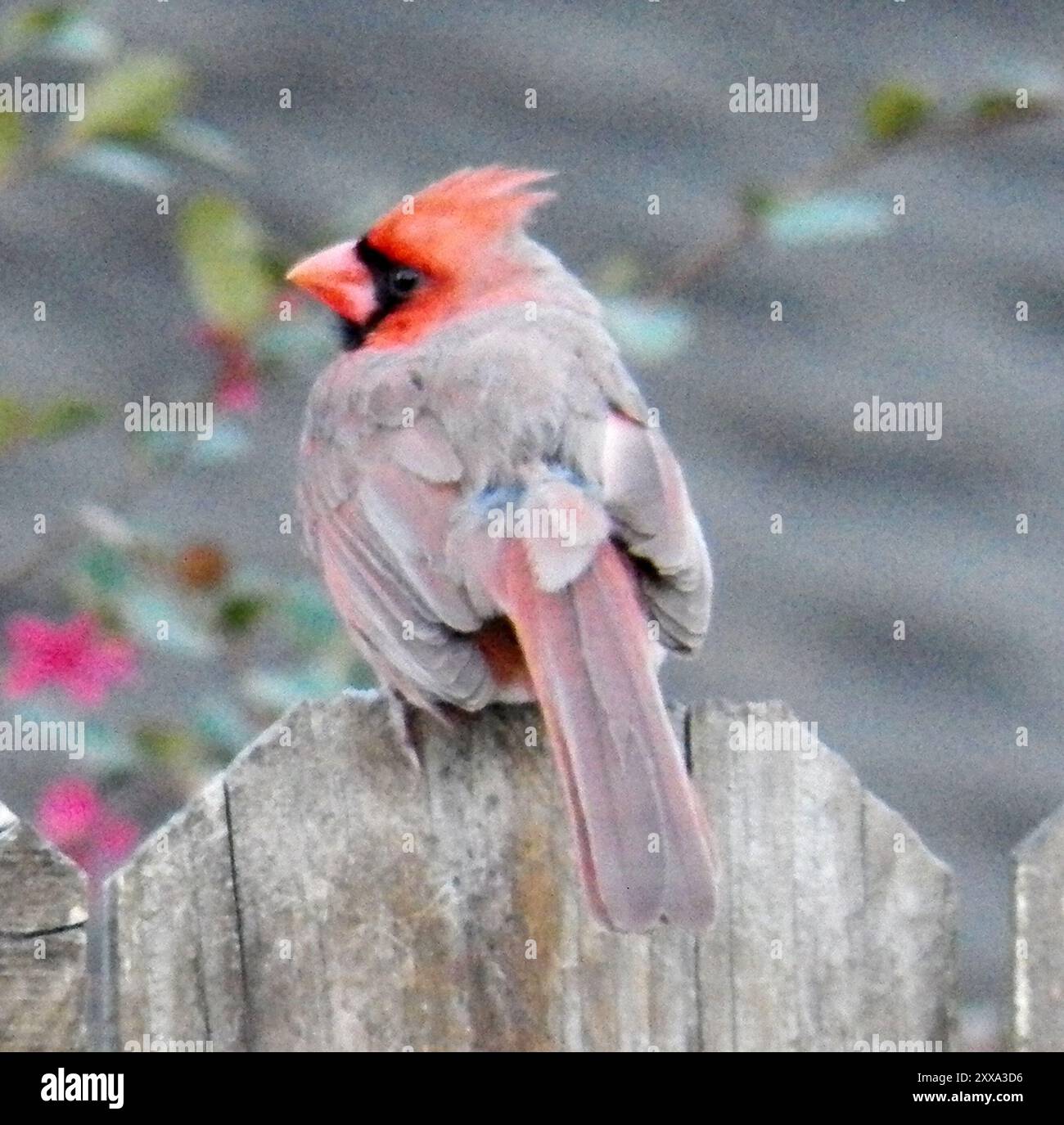 Northern Cardinal (Cardinalis cardinalis) Aves Stock Photo - Alamy