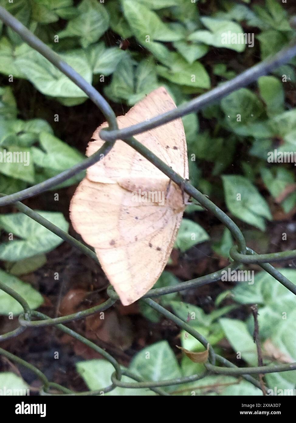 Lonomia hi-res stock photography and images - Alamy