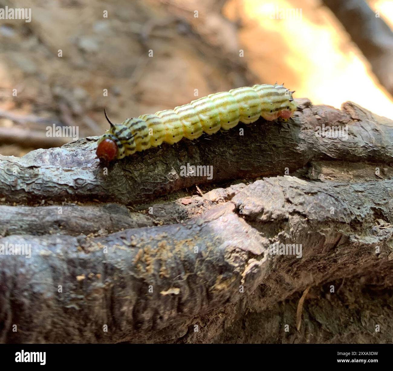 Rosy Maple Moth (Dryocampa rubicunda) Insecta Stock Photo - Alamy