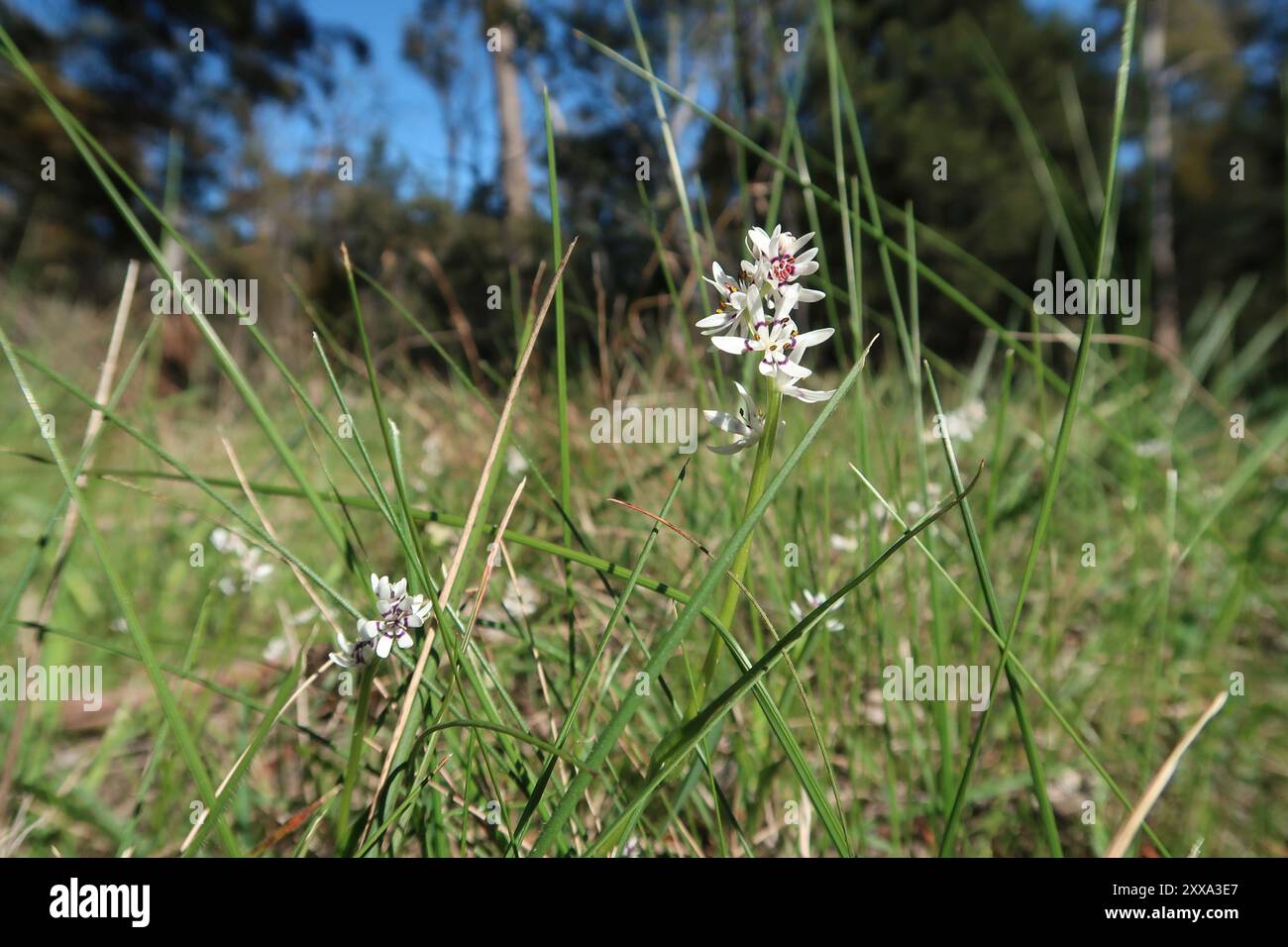 Early Nancy (Wurmbea dioica) Plantae Stock Photo - Alamy