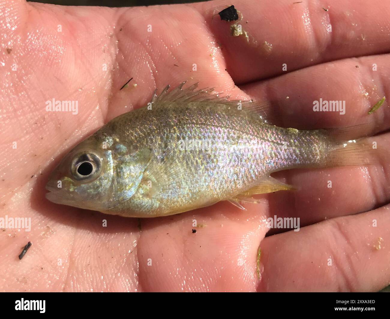 Longear Sunfish Complex (Lepomis megalotis) Actinopterygii Stock Photo ...