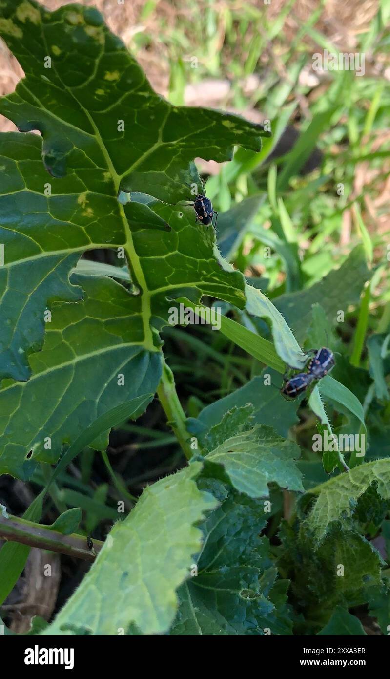 Bagrada Bug (Bagrada hilaris) Insecta Stock Photo - Alamy