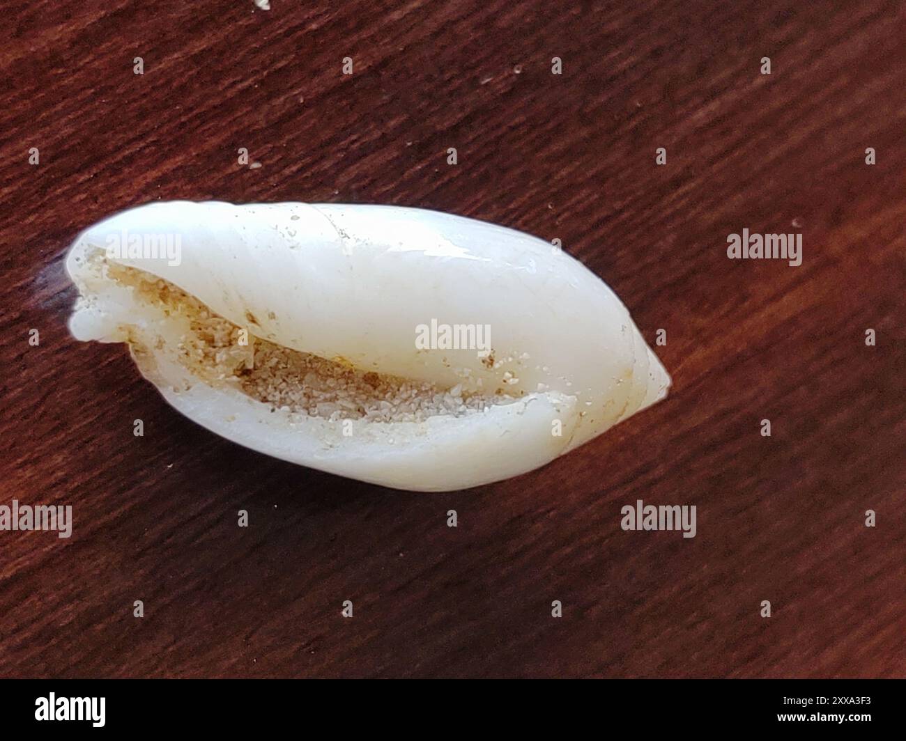 Netted Olive (Oliva reticularis) Mollusca Stock Photo - Alamy