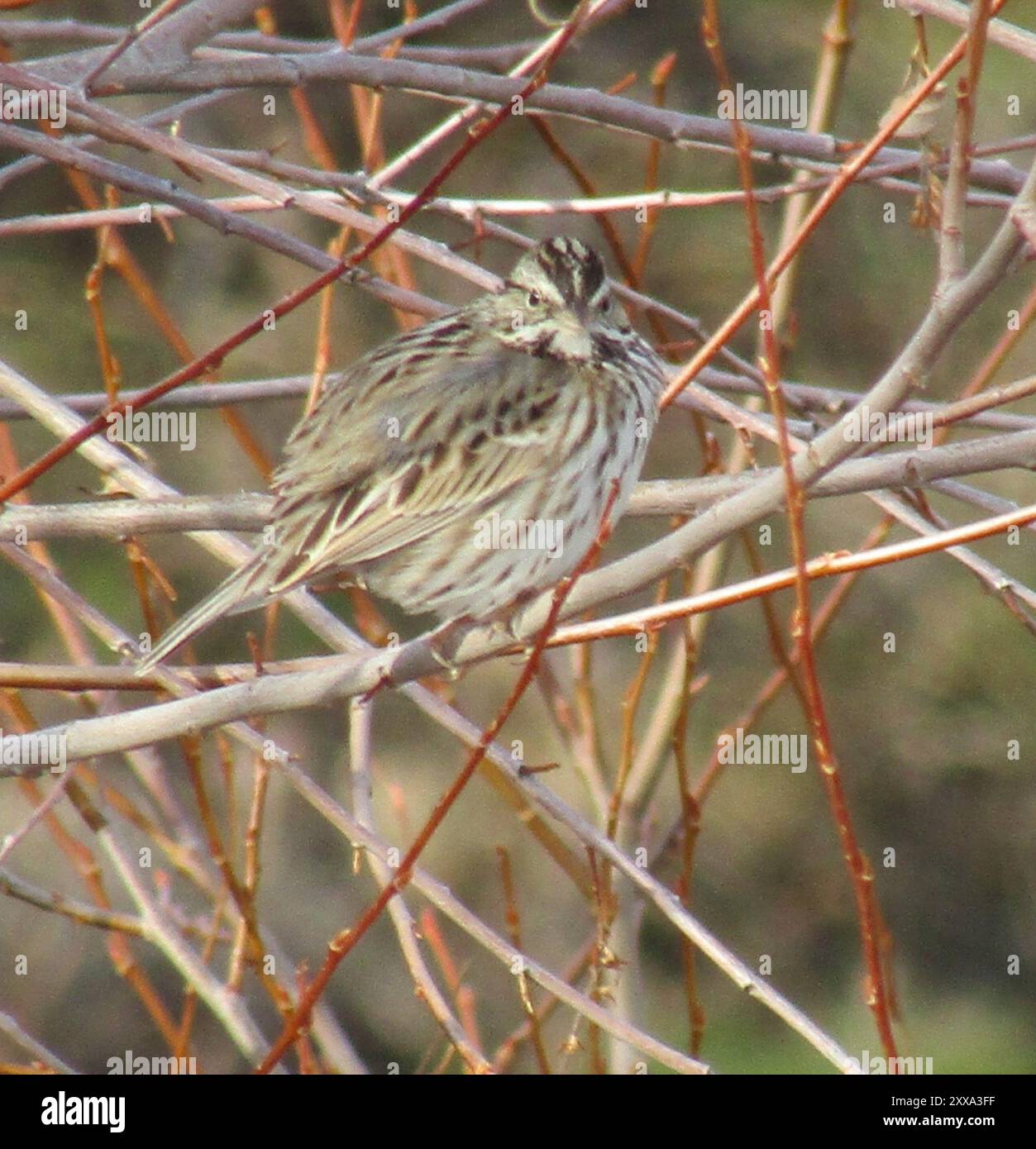 Savannah Sparrow (Passerculus sandwichensis) Aves Stock Photo - Alamy